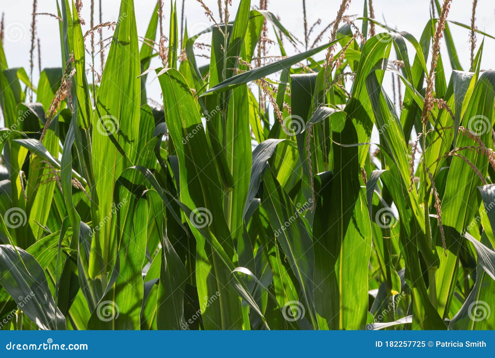 Corn stalks background stock image. Image of field, ears - 182257725