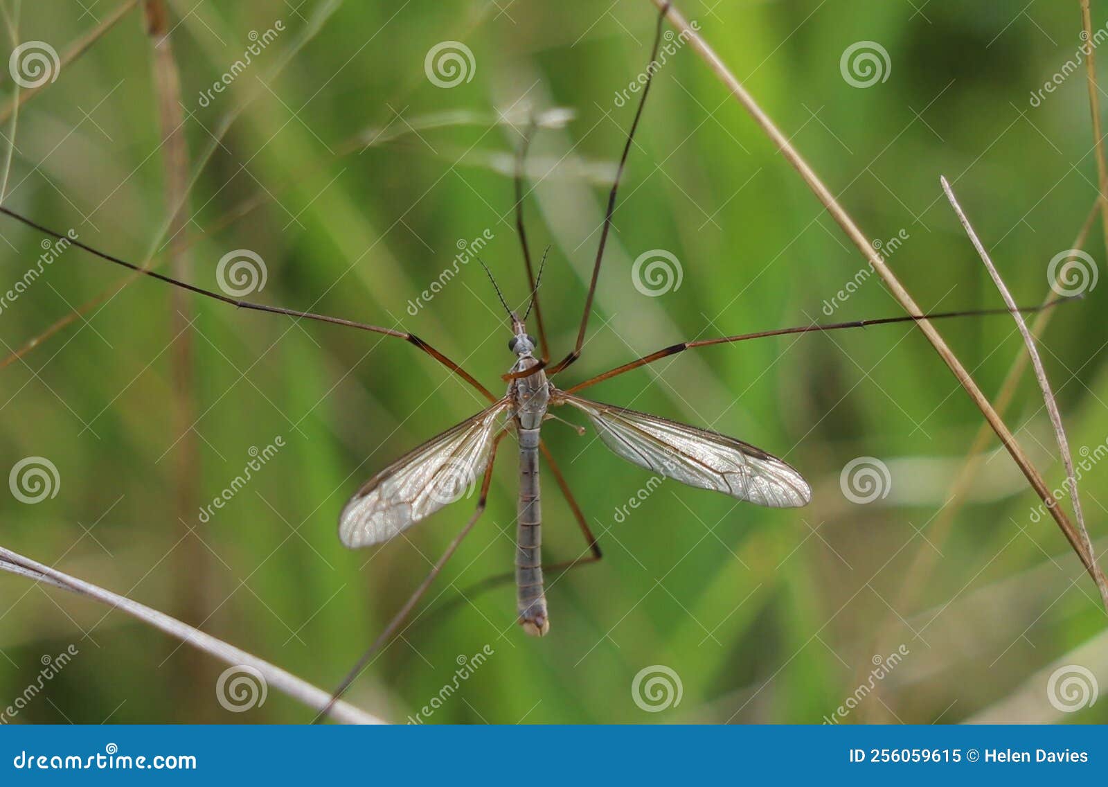 A Closeup Image of a "Crane Fly" Stock Image - Image of nature, wings ...
