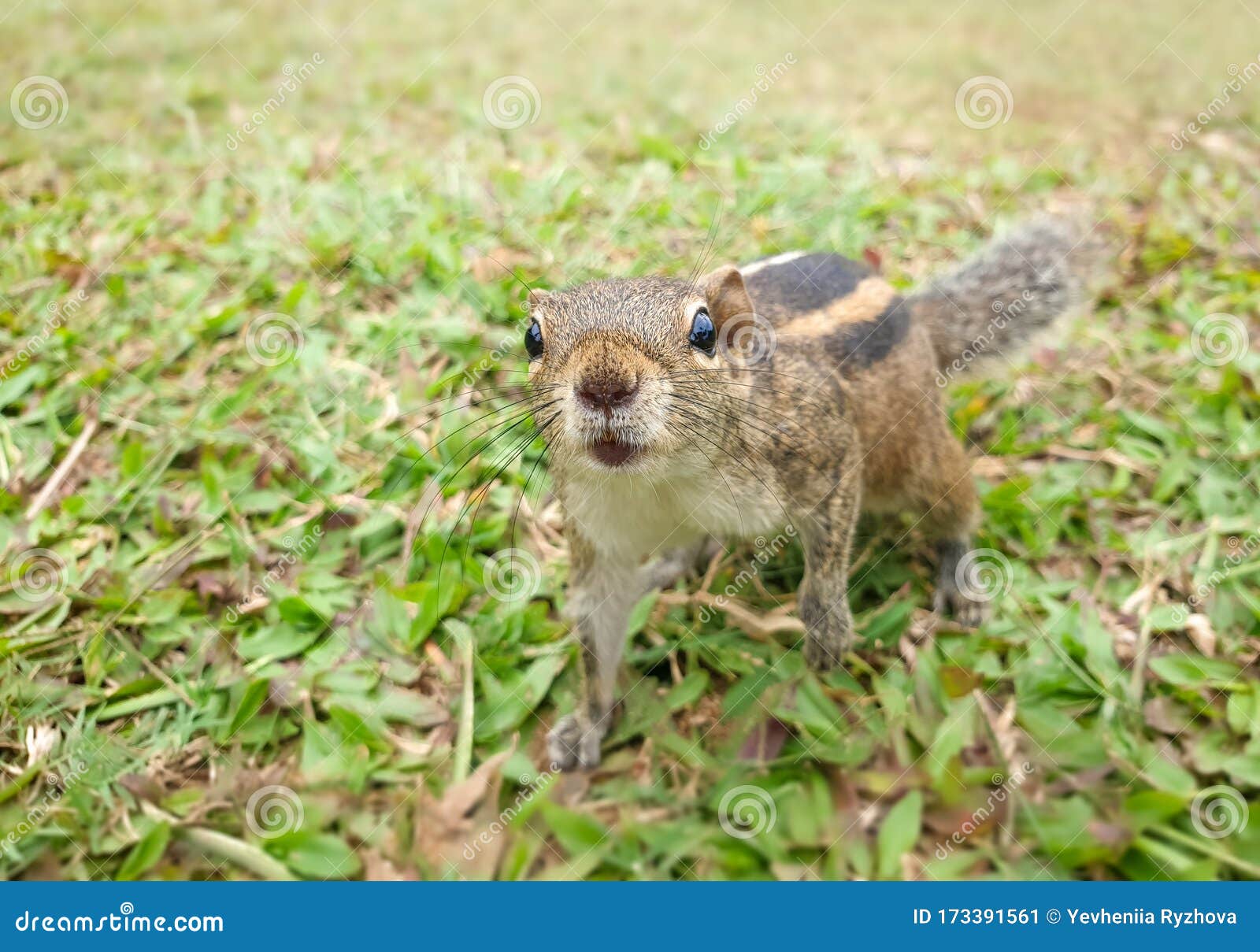 Closeup Image of Cute Squirrel Looking in Camera with Interest Stock ...