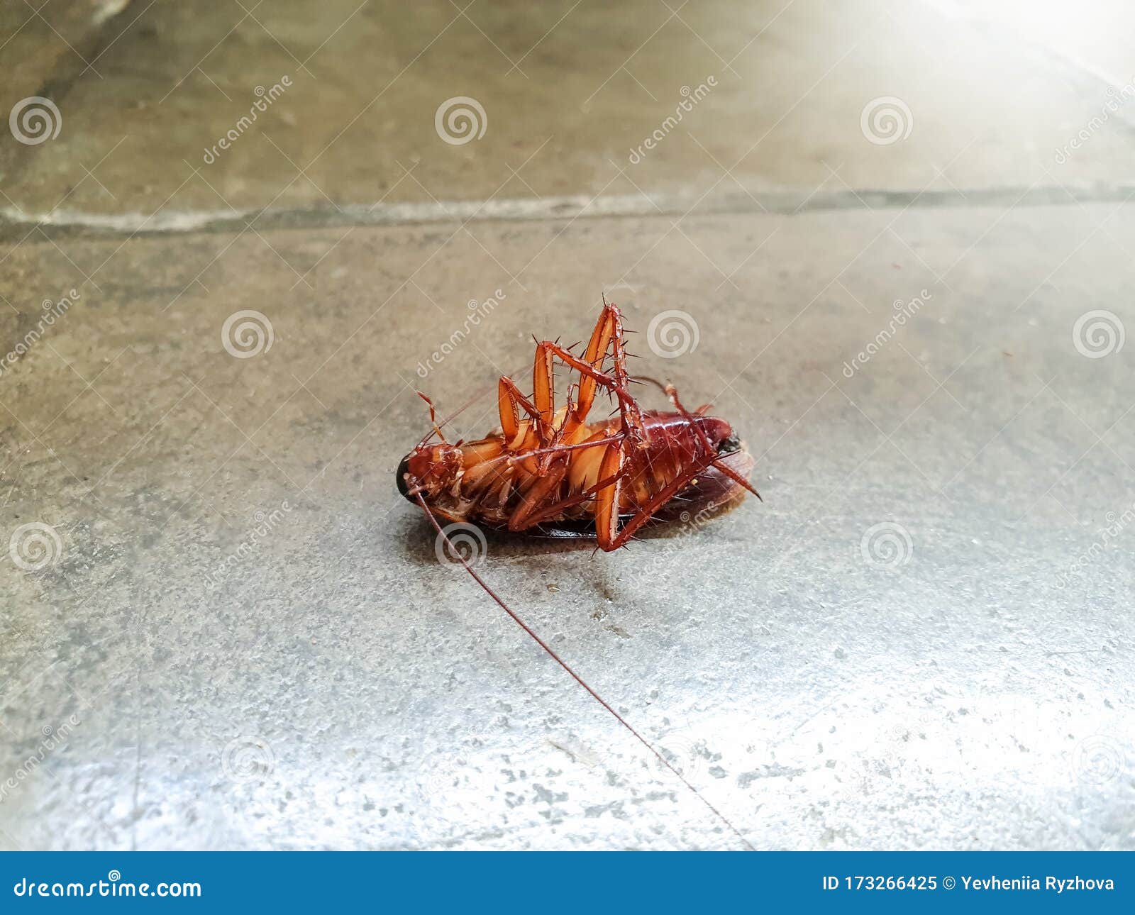 Closeup Image of Dead Cockroach Lying on the Floor after Using ...