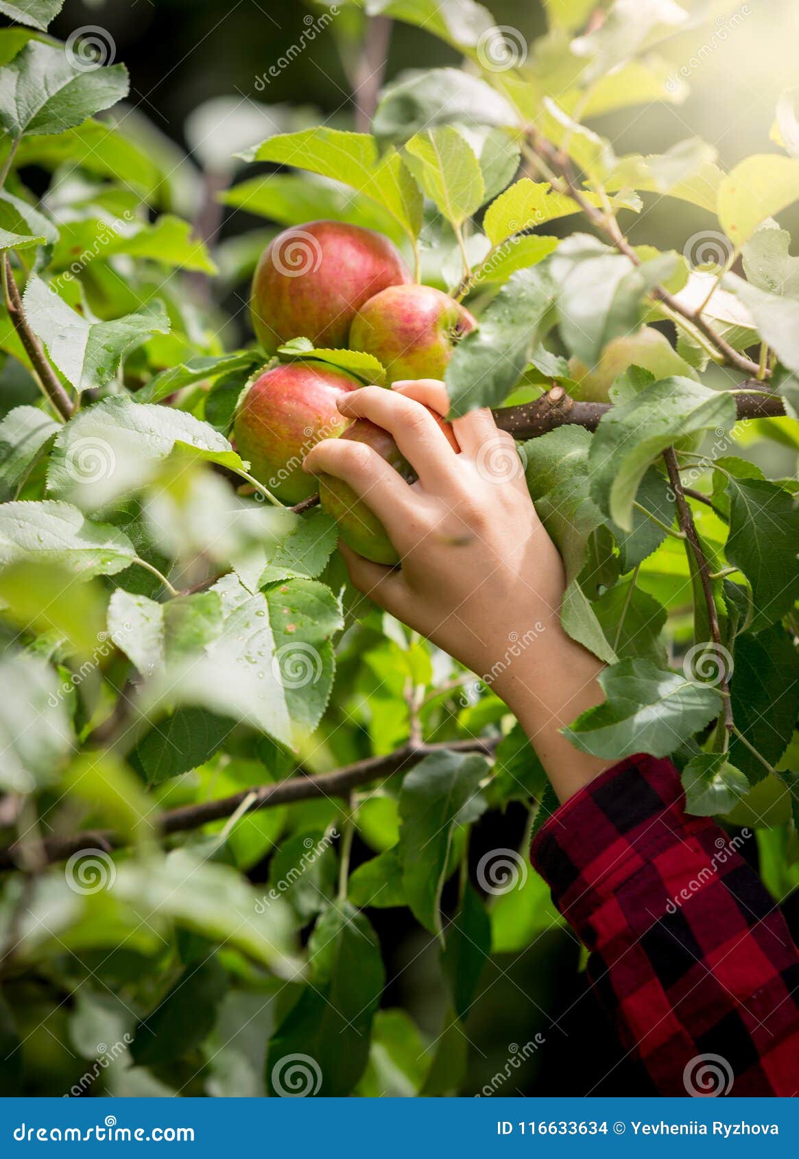 4,228 Hand Picking Tree Branch Stock Photos - Free & Royalty-Free Stock ...