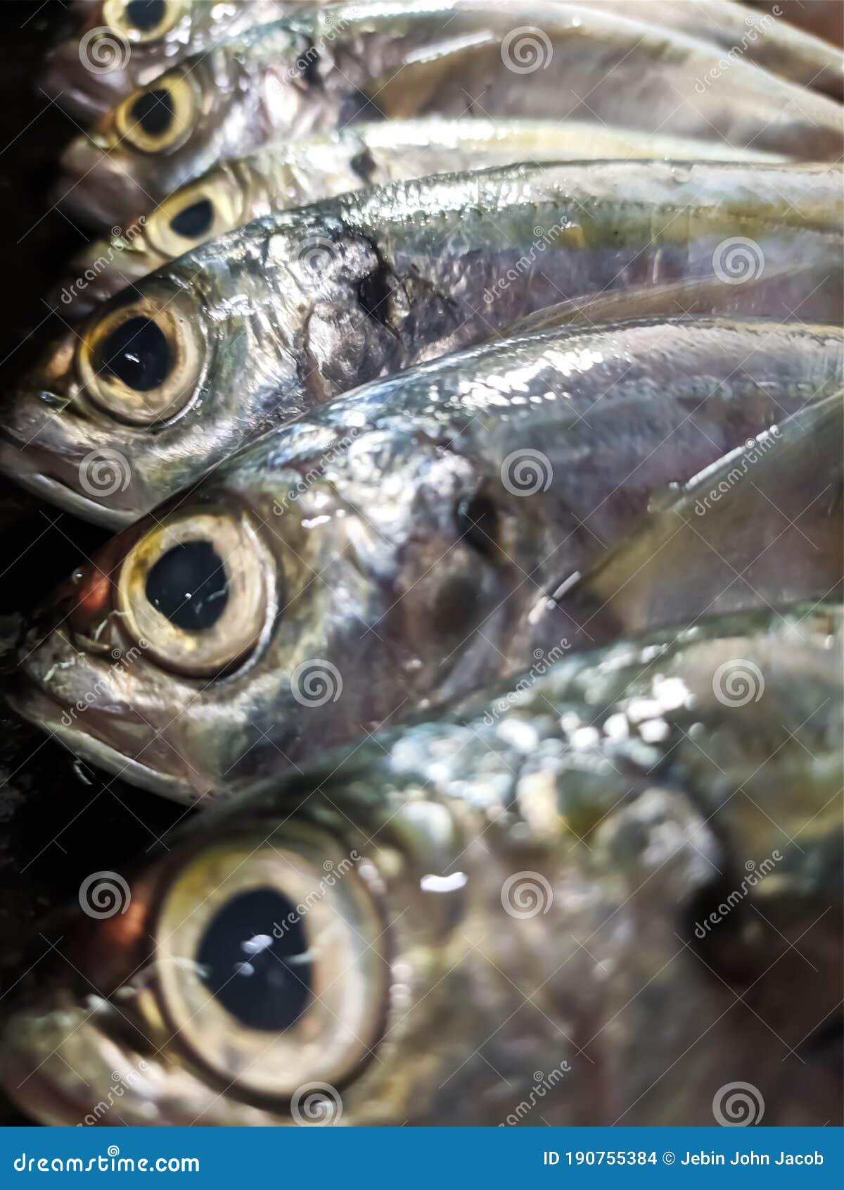 Closeup image of fish eye stock photo. Image of underwater - 190755384