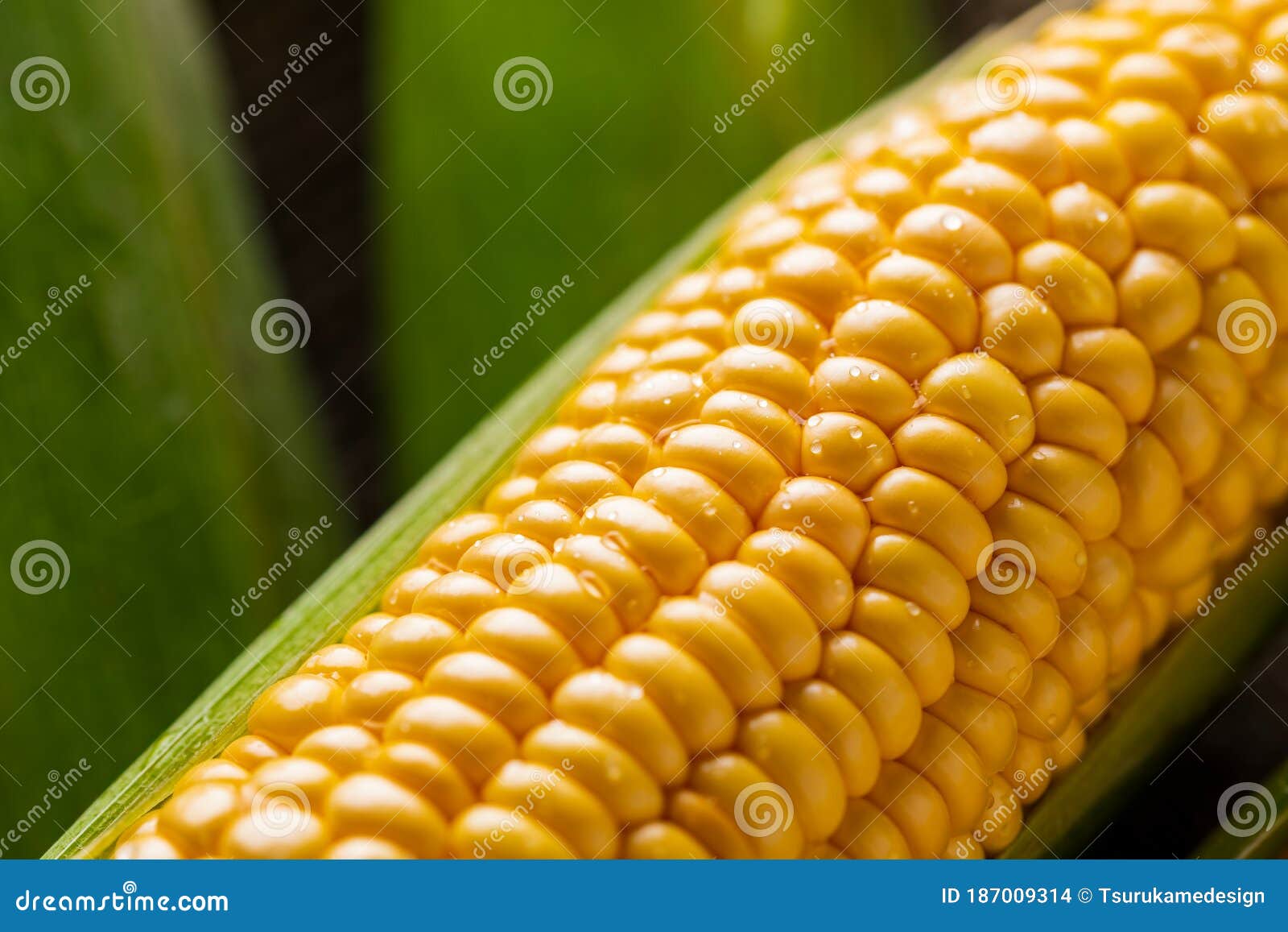 Closeup Image of Fresh Yellow Corn. Stock Photo - Image of food, sweet ...