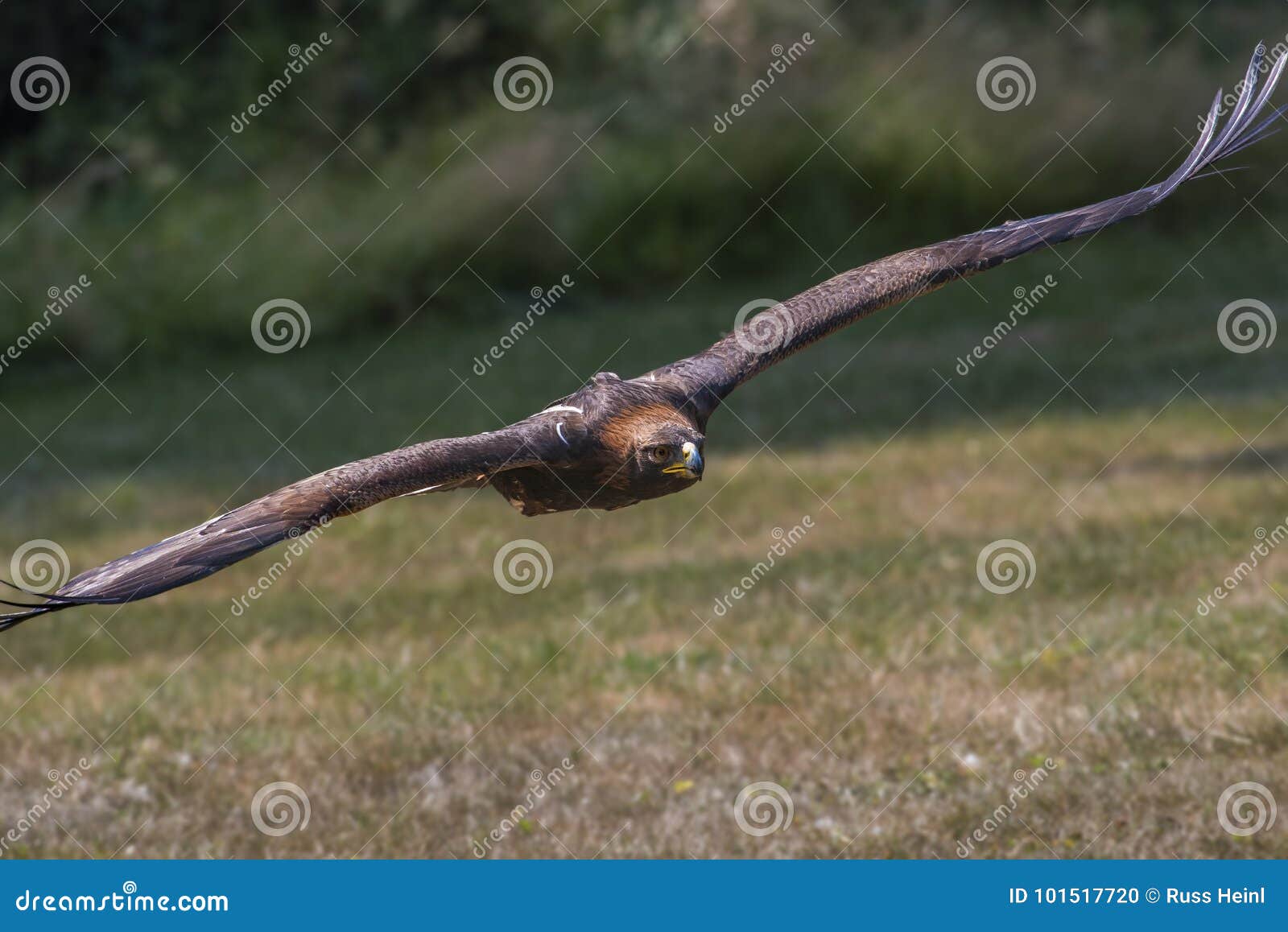 Golden Eagle in flight stock photo. Image of bird, fllght - 101517720