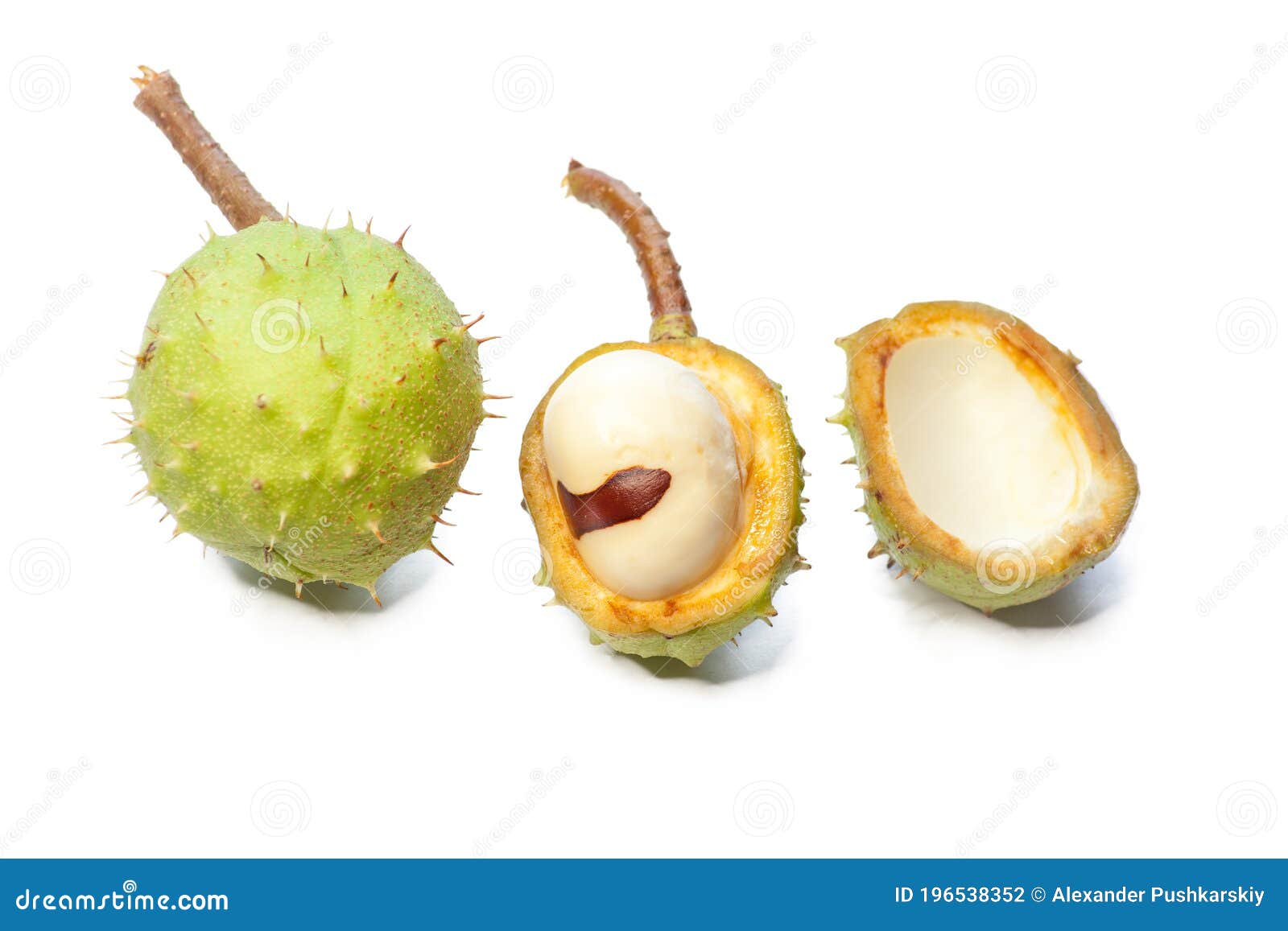 Green Chestnut Isolated on a White Background Stock Photo - Image of ...