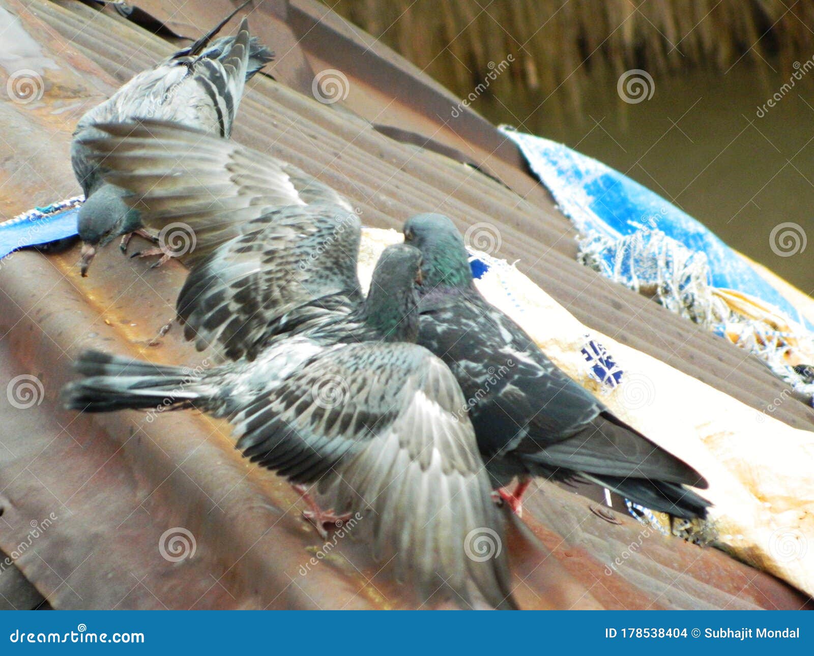 Closeup Image of a Group of Pigeons Fighting Stock Photo - Image of ...