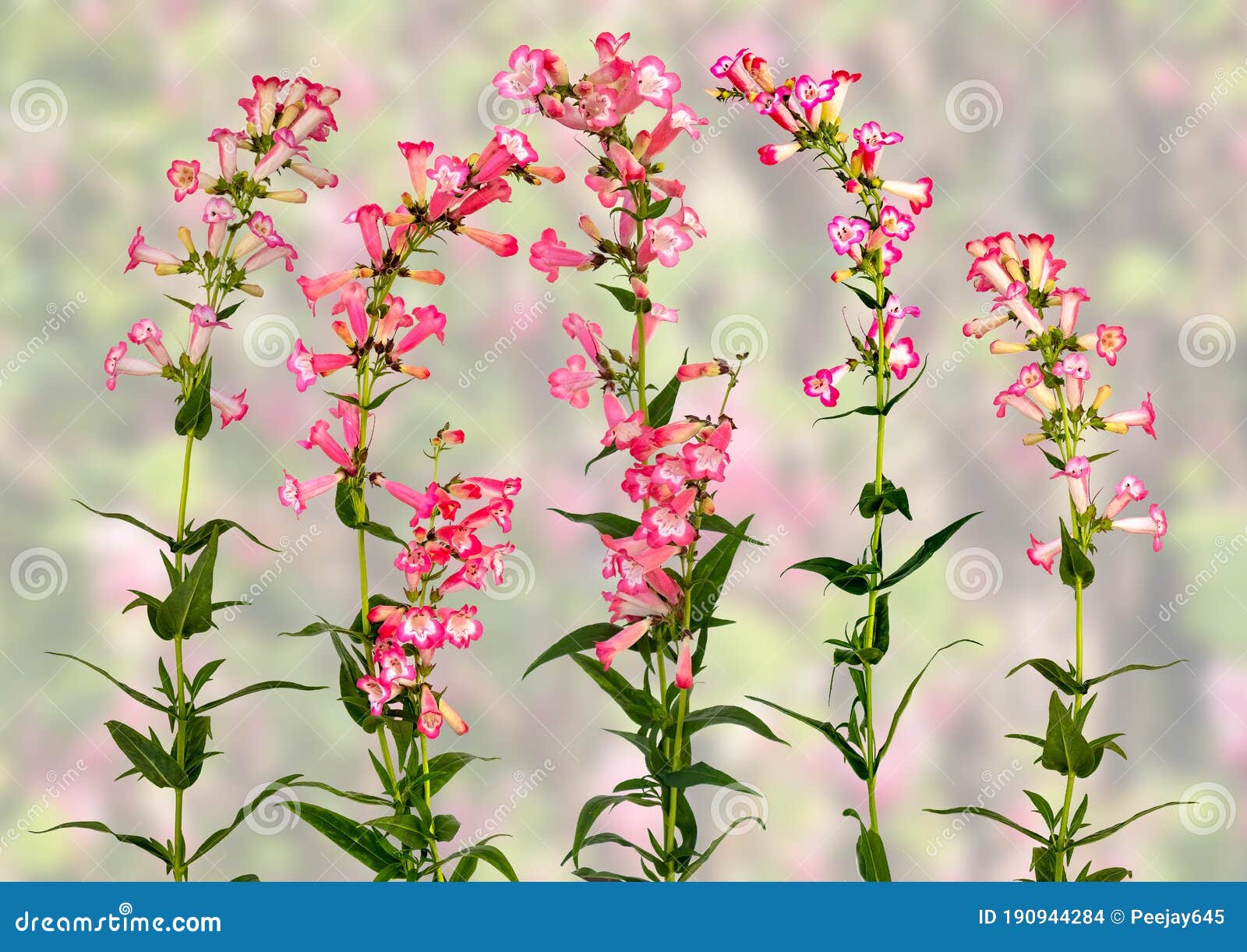 Beautiful Red Bell Shaped Penstemon Stock Photo - Image of bell, shaped ...