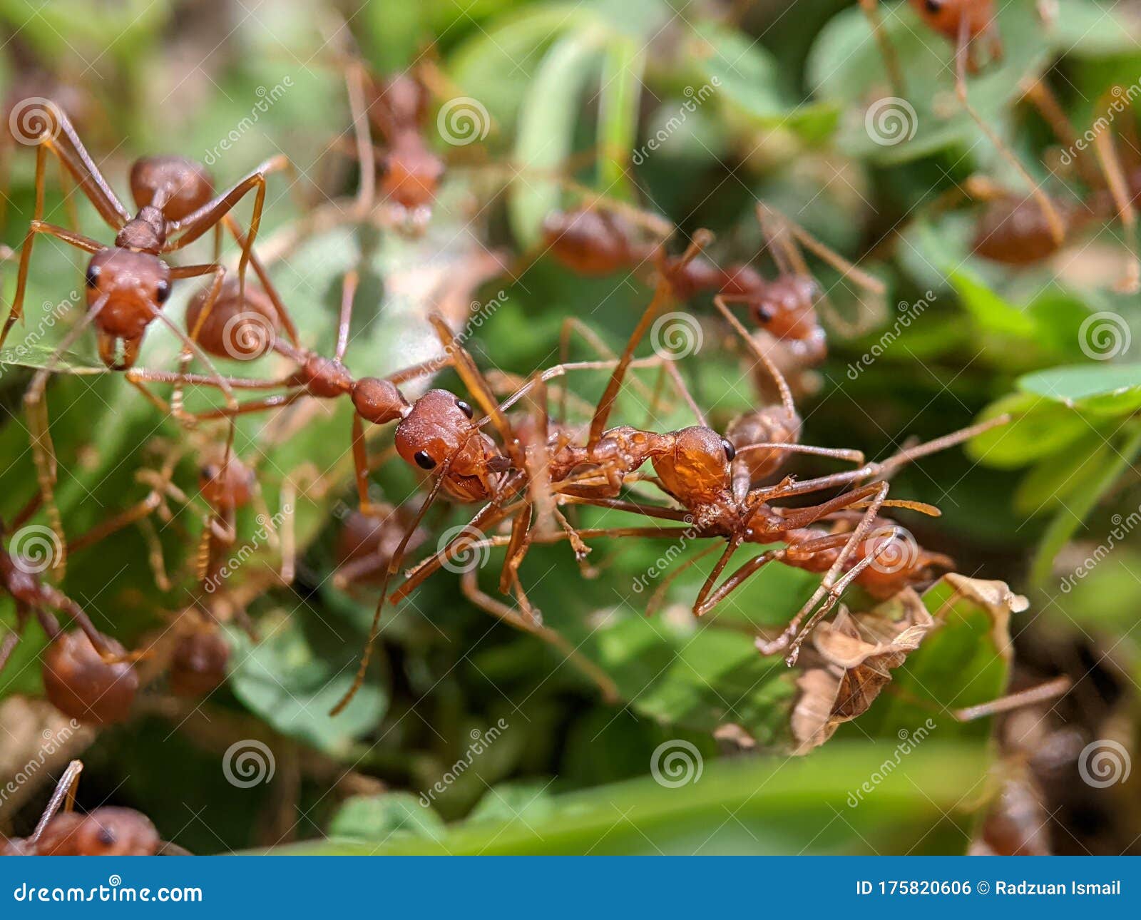 Closeup Image of Groups of Weaver Ants Stock Photo - Image of groups ...
