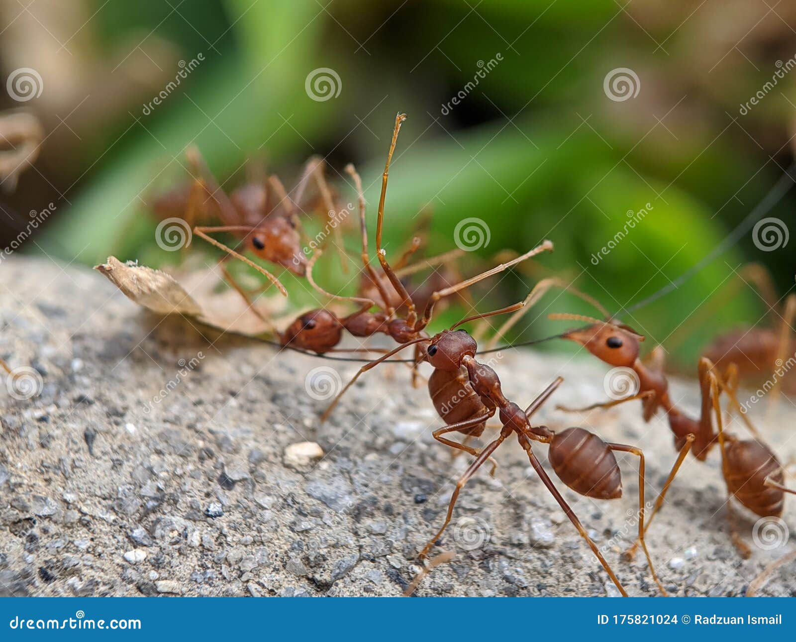 Closeup Image of Groups of Weaver Ants Stock Photo - Image of closeup ...
