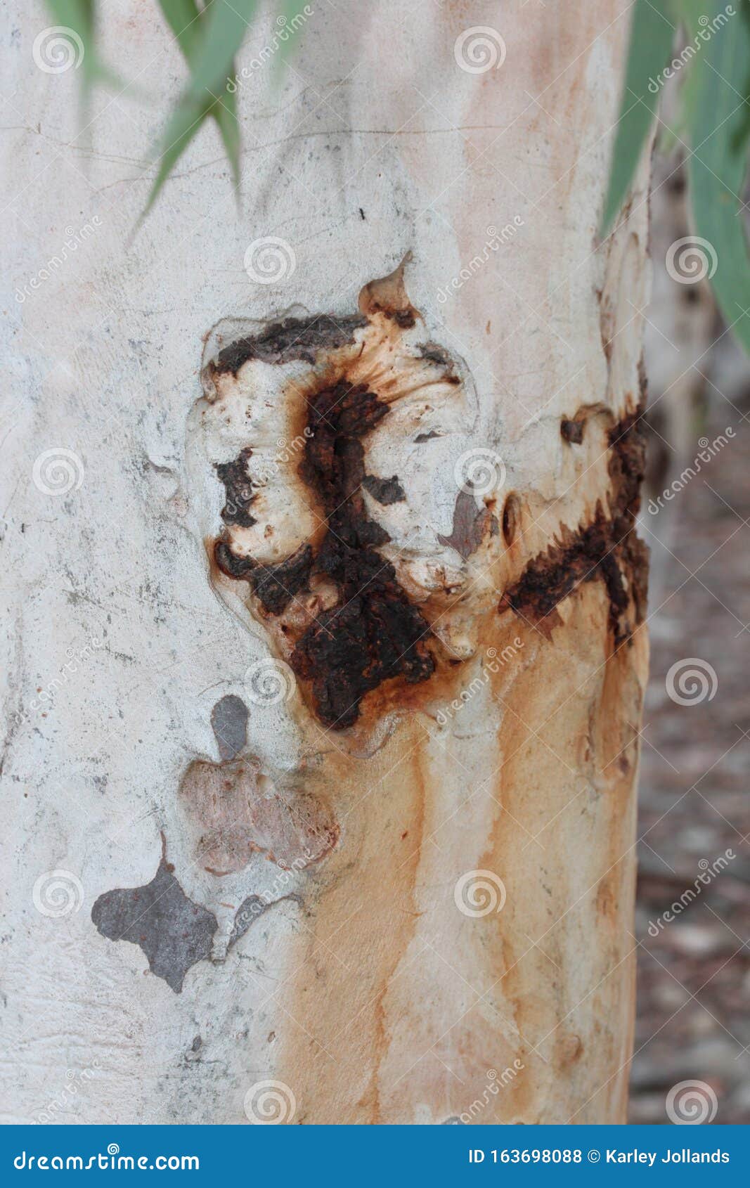 CloseUp Image of a Gum Tree Texture Tree Trunk and Leaves Stock Photo ...
