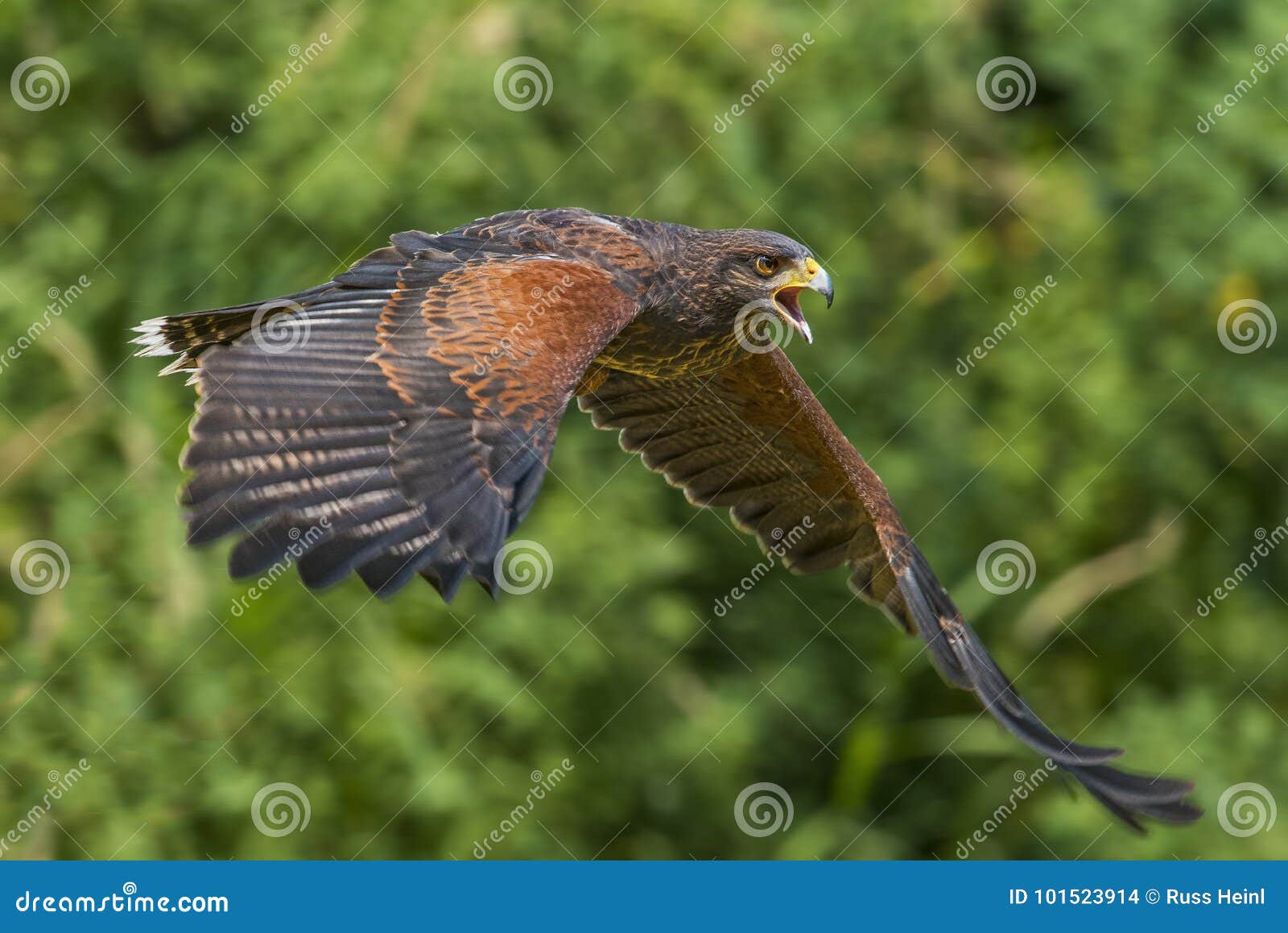 Harris Hawk in flight stock photo. Image of harris, flight - 101523914