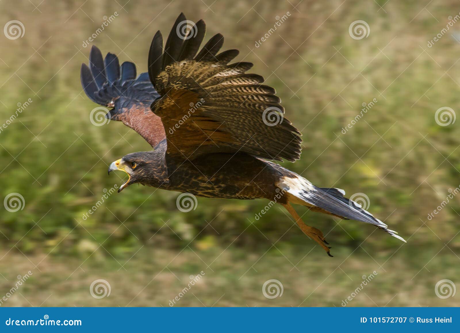 Harris Hawk in flight stock image. Image of unicinctus - 101572707