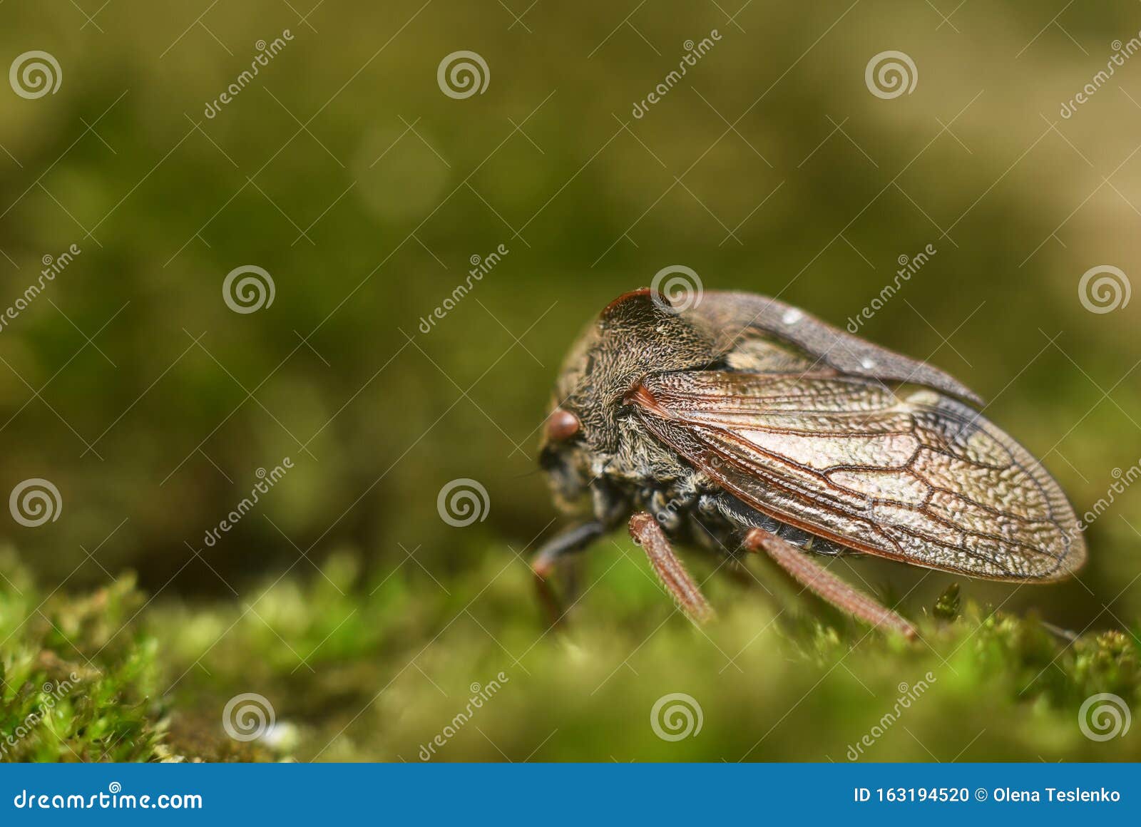 Closeup Image of Horn Treehopper in the Nature Stock Photo - Image of ...