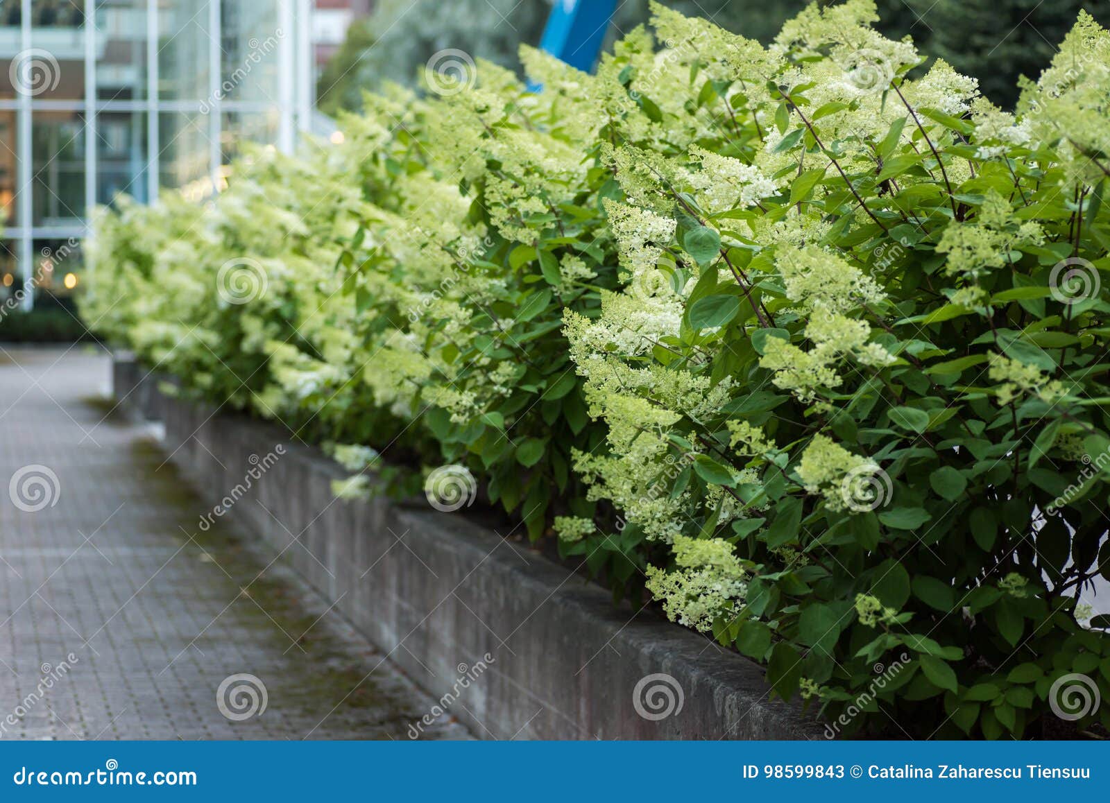 Closeup Image of a Hydrangea Paniculata Hedge Stock Image - Image of ...