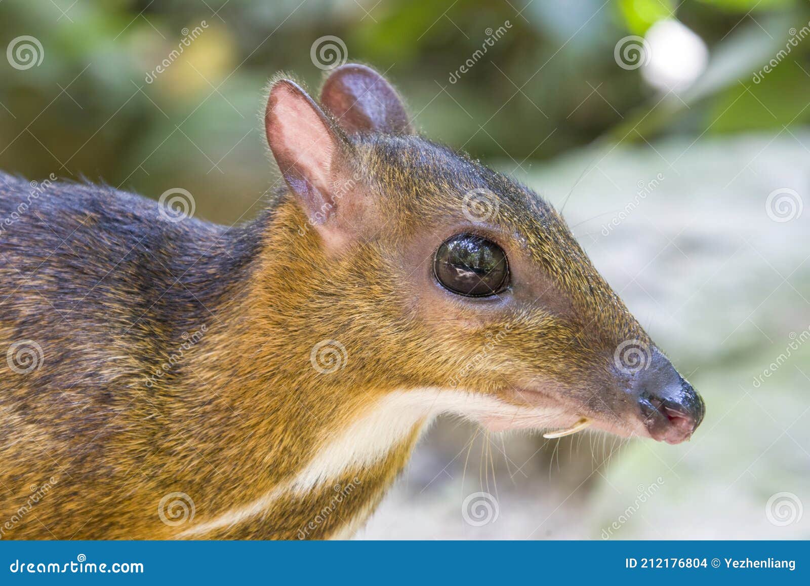 Chevrotain Teeth