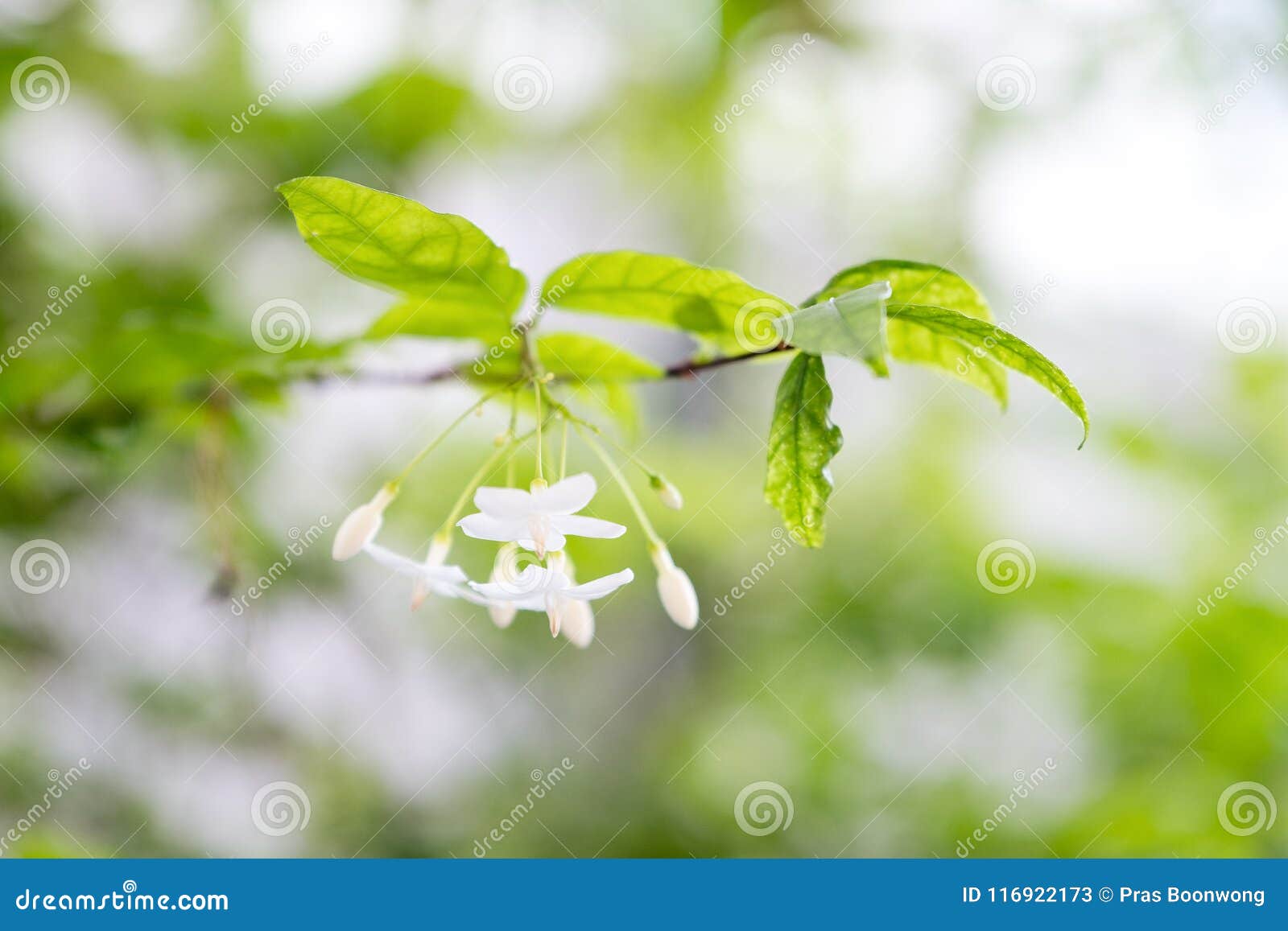Closeup Image of Mok Flower with Tree Stock Image - Image of macro ...