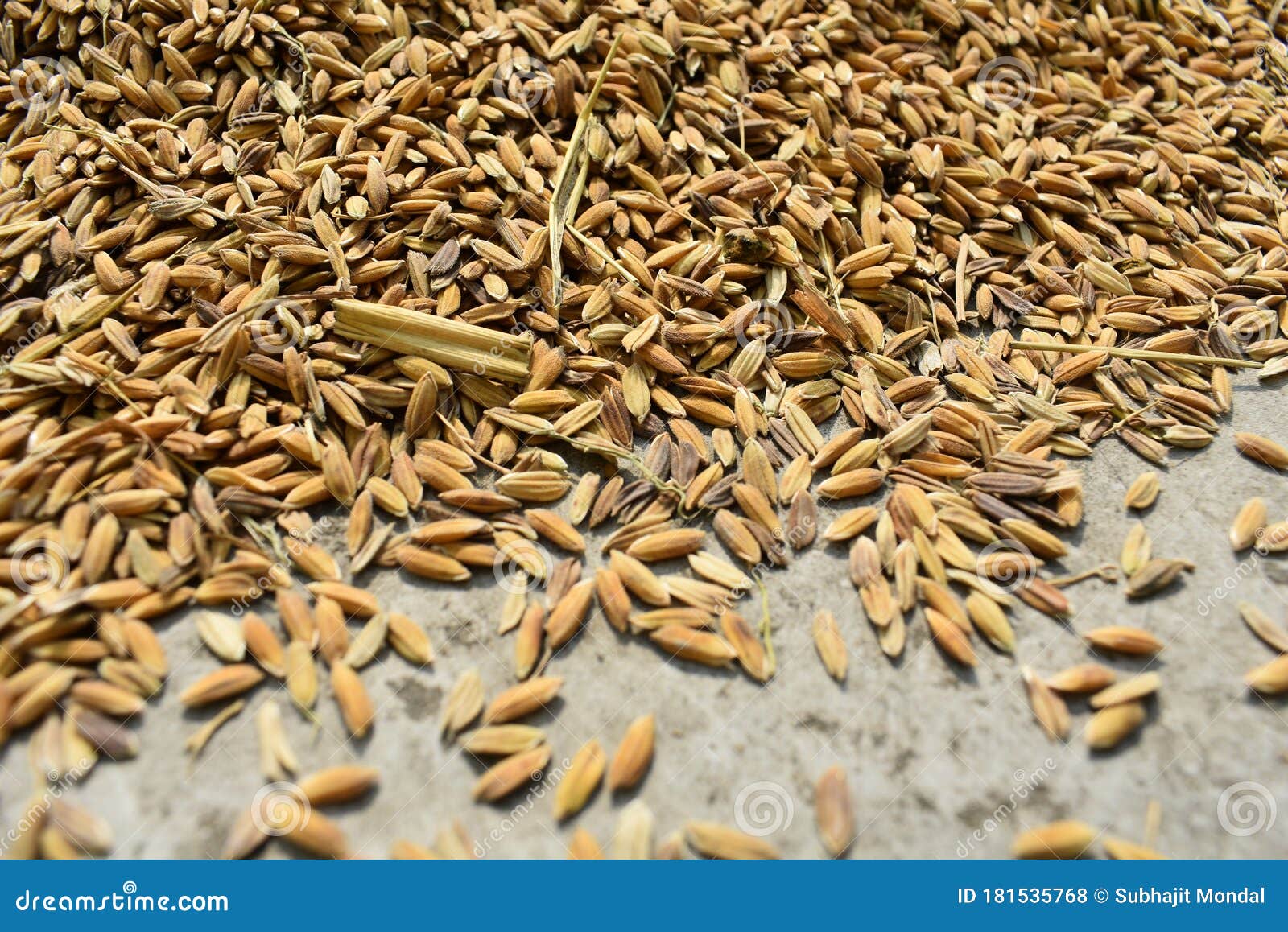 Closeup Image of Paddy Rice Seed Laid on the Ground Stock Photo - Image ...