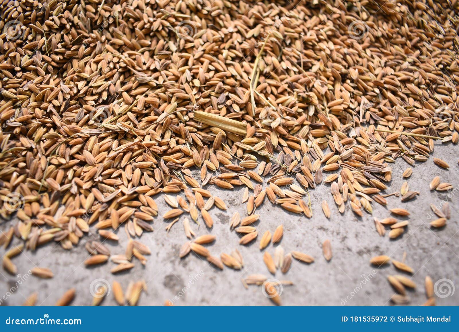 Closeup Image of Paddy Seeds Spread in the Ground before Extraction of ...