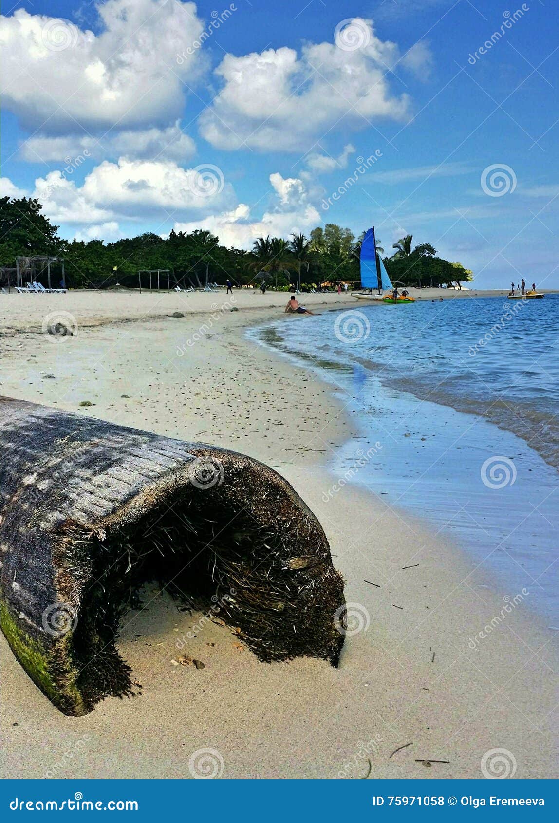 Closeup Image of Palm Tree Trunk and Catamaran on Blue Ocean Beach ...