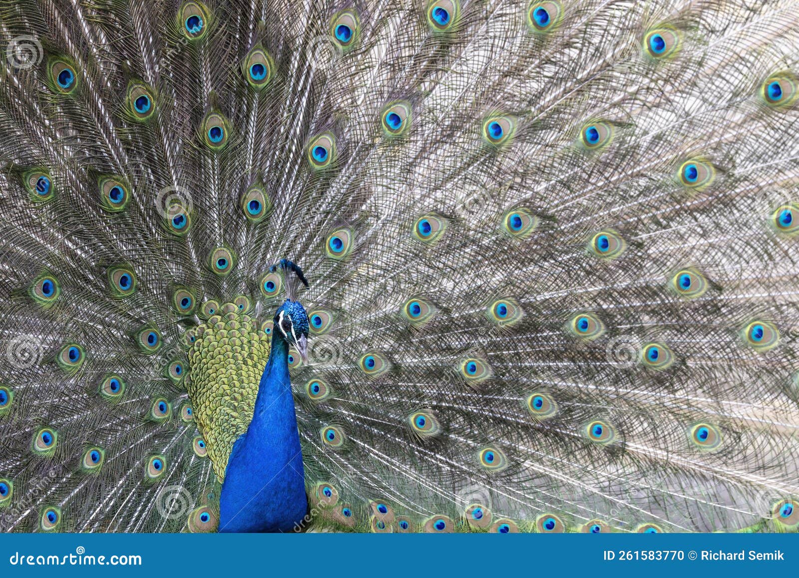 Closeup Image of a Peacock Dancing with Its Open Feathers Stock Photo ...