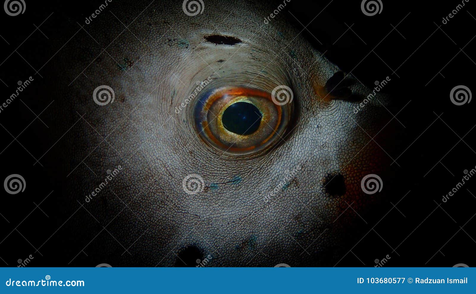 The eye stock image. Image of puffer, closeup, fish - 103680577