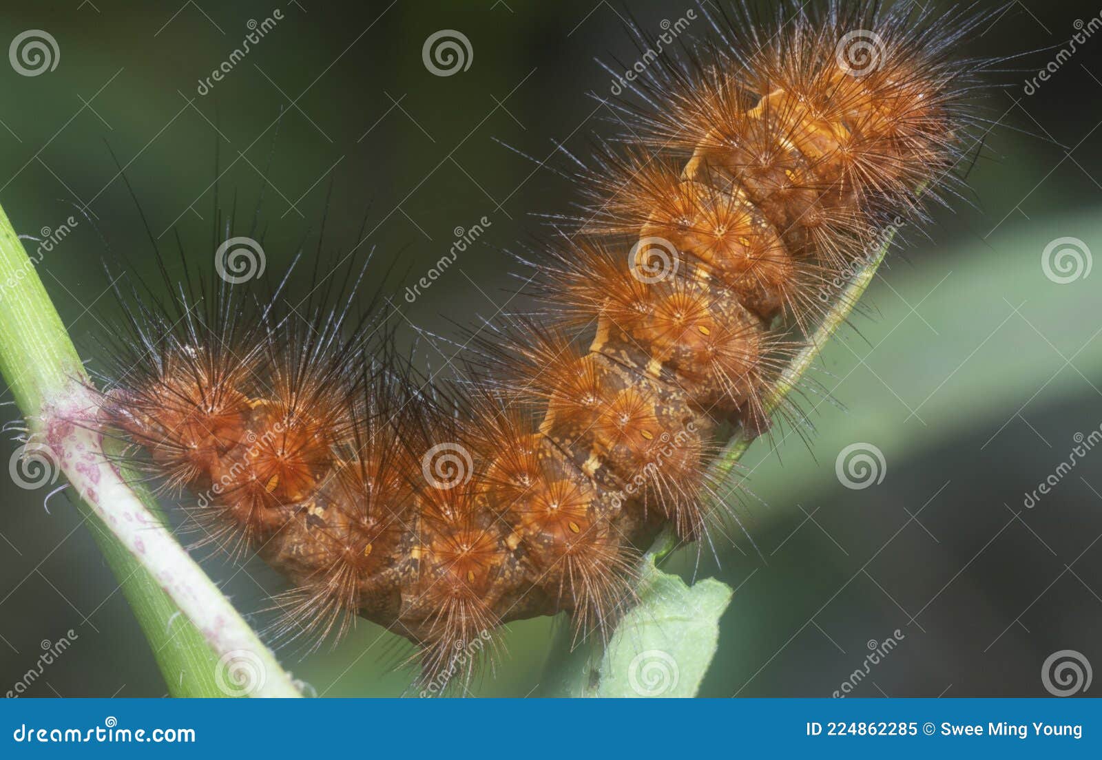 Closeup with the Rust-colored Fuzzy Caterpillar Moth Stock Image ...