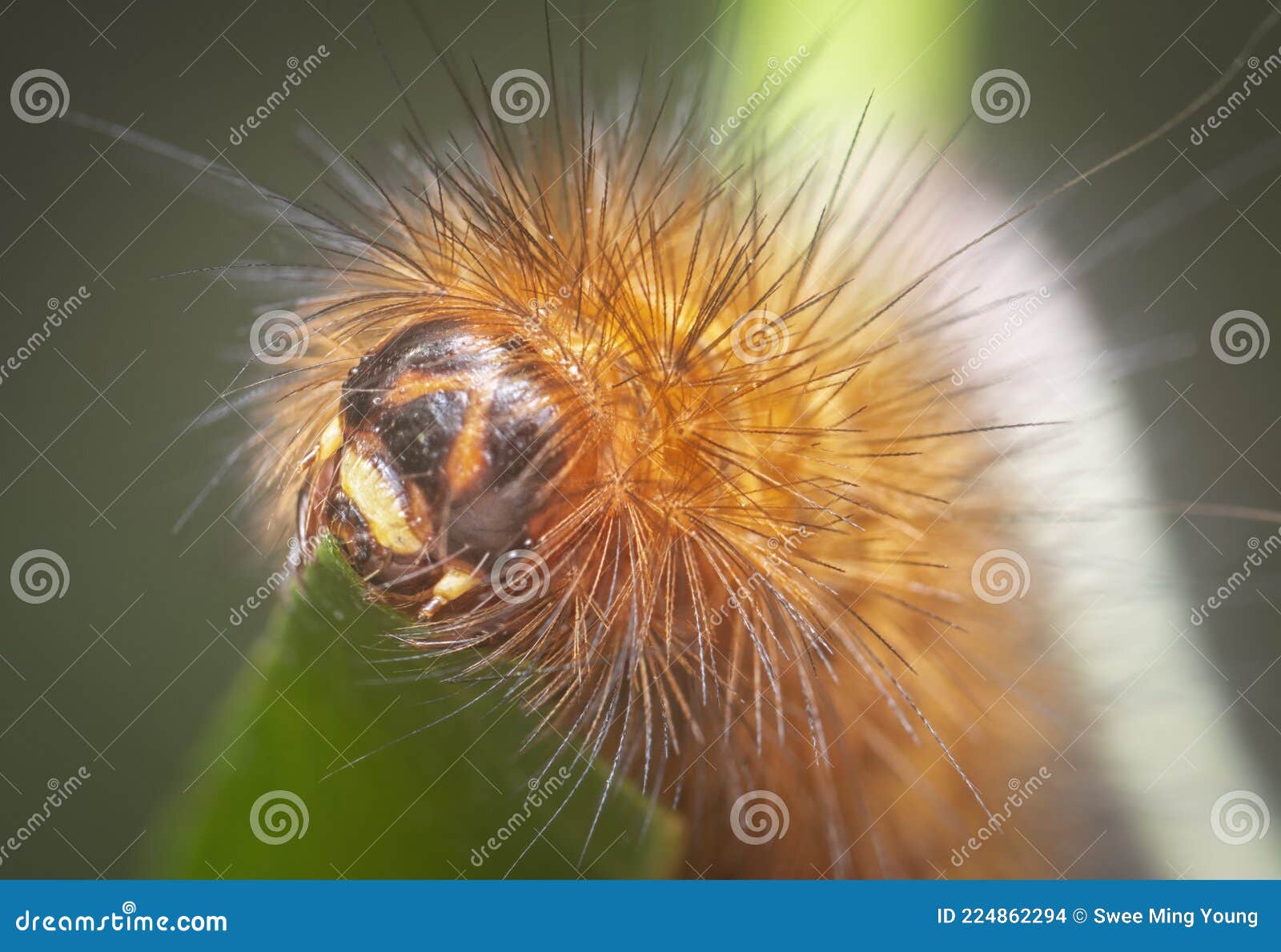 Closeup with the Rust-colored Fuzzy Caterpillar Moth Stock Photo ...
