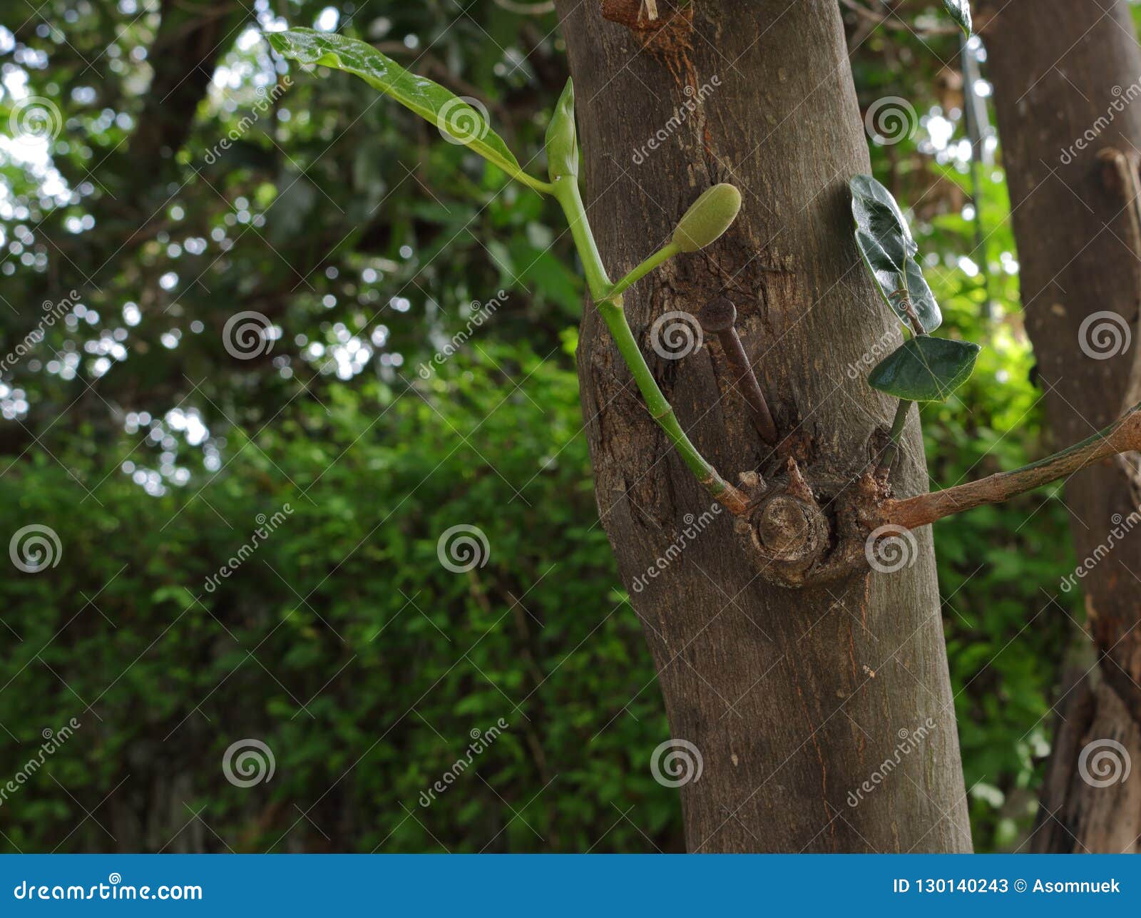 A Nail Embedded in Tree Trunk Stock Image - Image of closeup ...