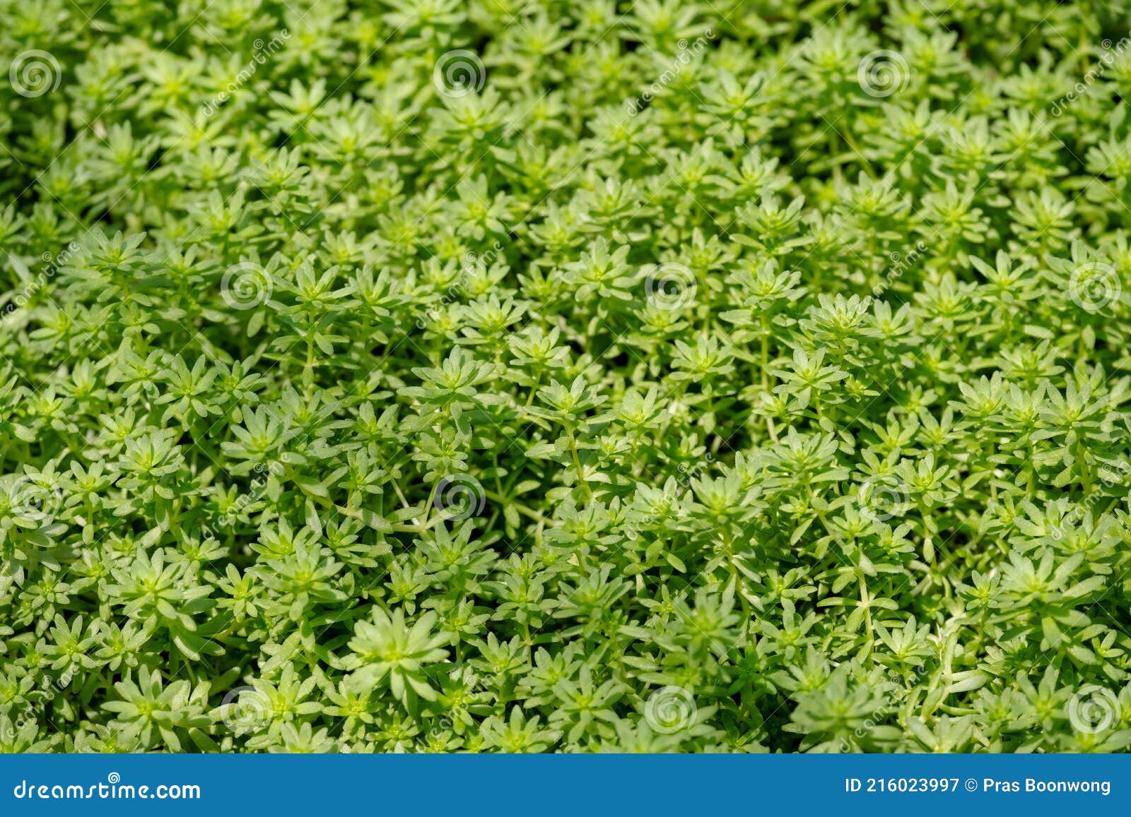 Sedum Sp. Crassulaceae Texture and Background Stock Image - Image of ...