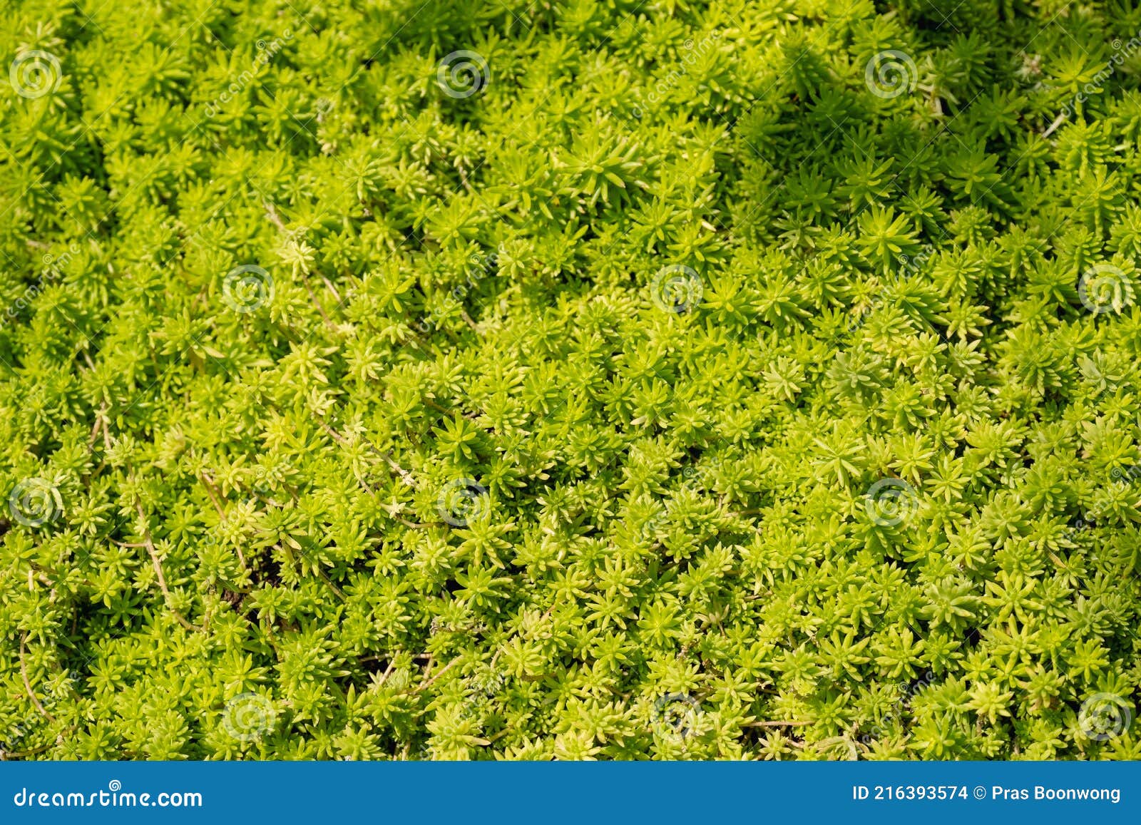 Sedum Sp. Crassulaceae Texture and Background Stock Photo - Image of ...