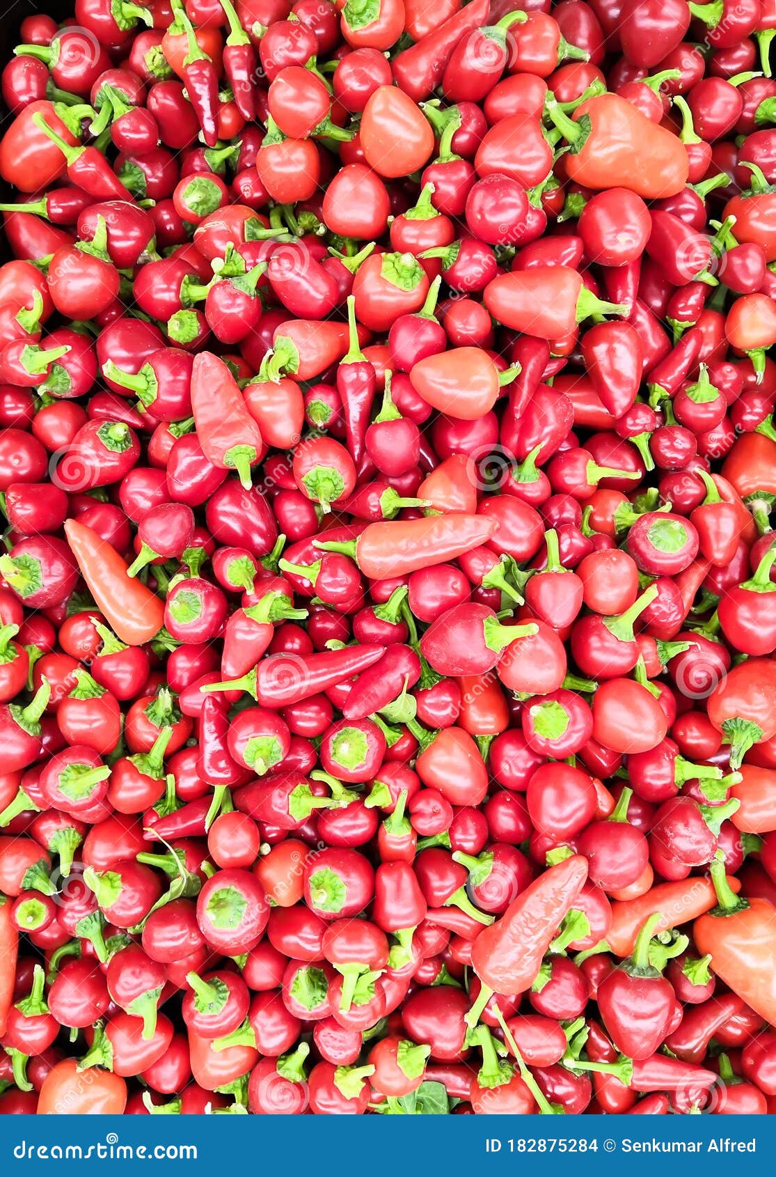 Small Round Red Chilli stock photo. Image of closeup - 182875284
