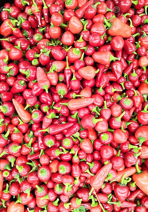 Small Round Red Chilli stock photo. Image of closeup - 182875284
