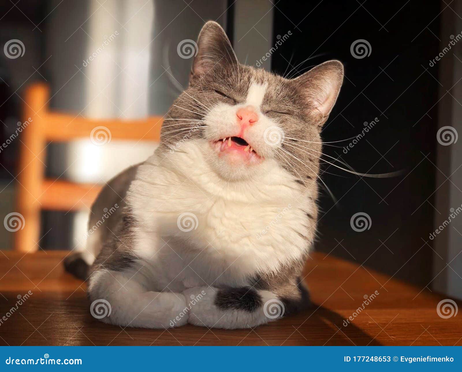 Closeup Image of the Smiling Cat Stock Image - Image of closed, eyes ...