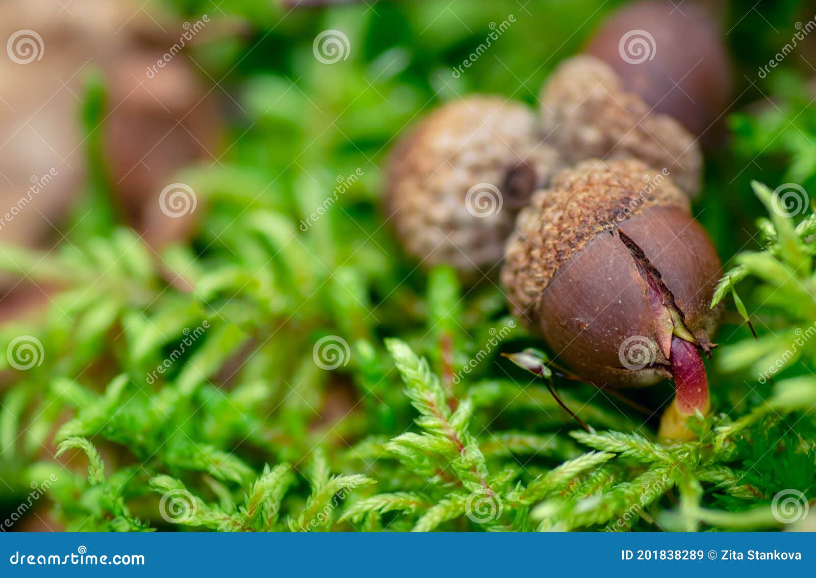 Closeup Image of a Sprouting Acorn in the Nature Stock Image - Image of ...