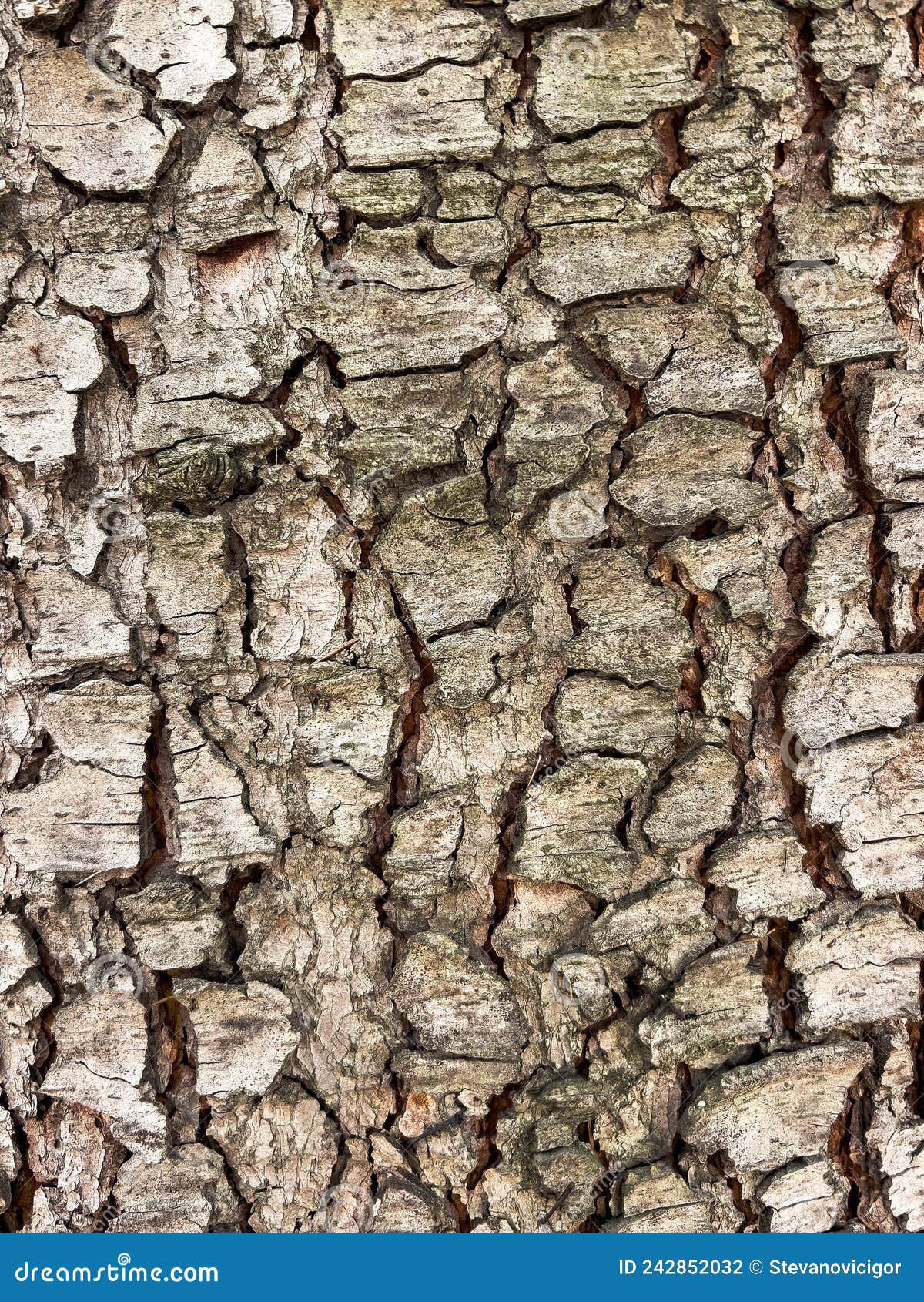 Closeup Image of Tree Crust As Natural Background Stock Photo - Image ...