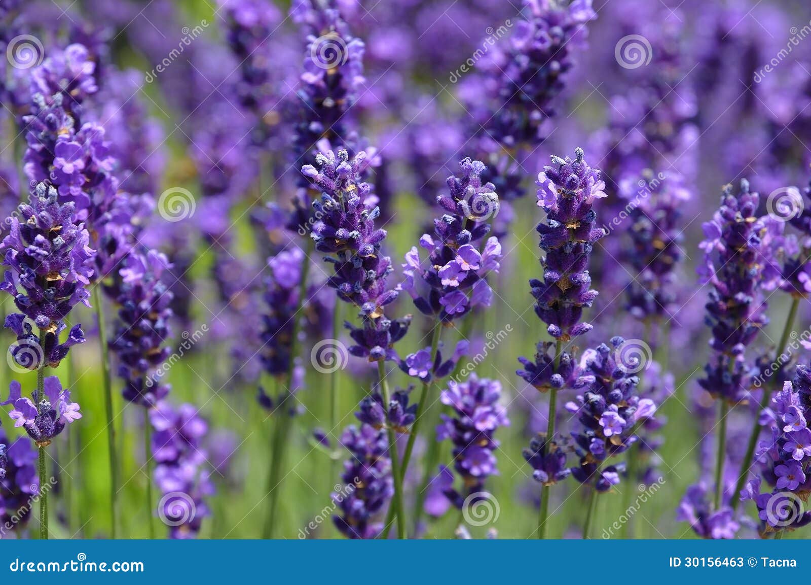 Violet lavender stock image. Image of lavender, flores - 30156463