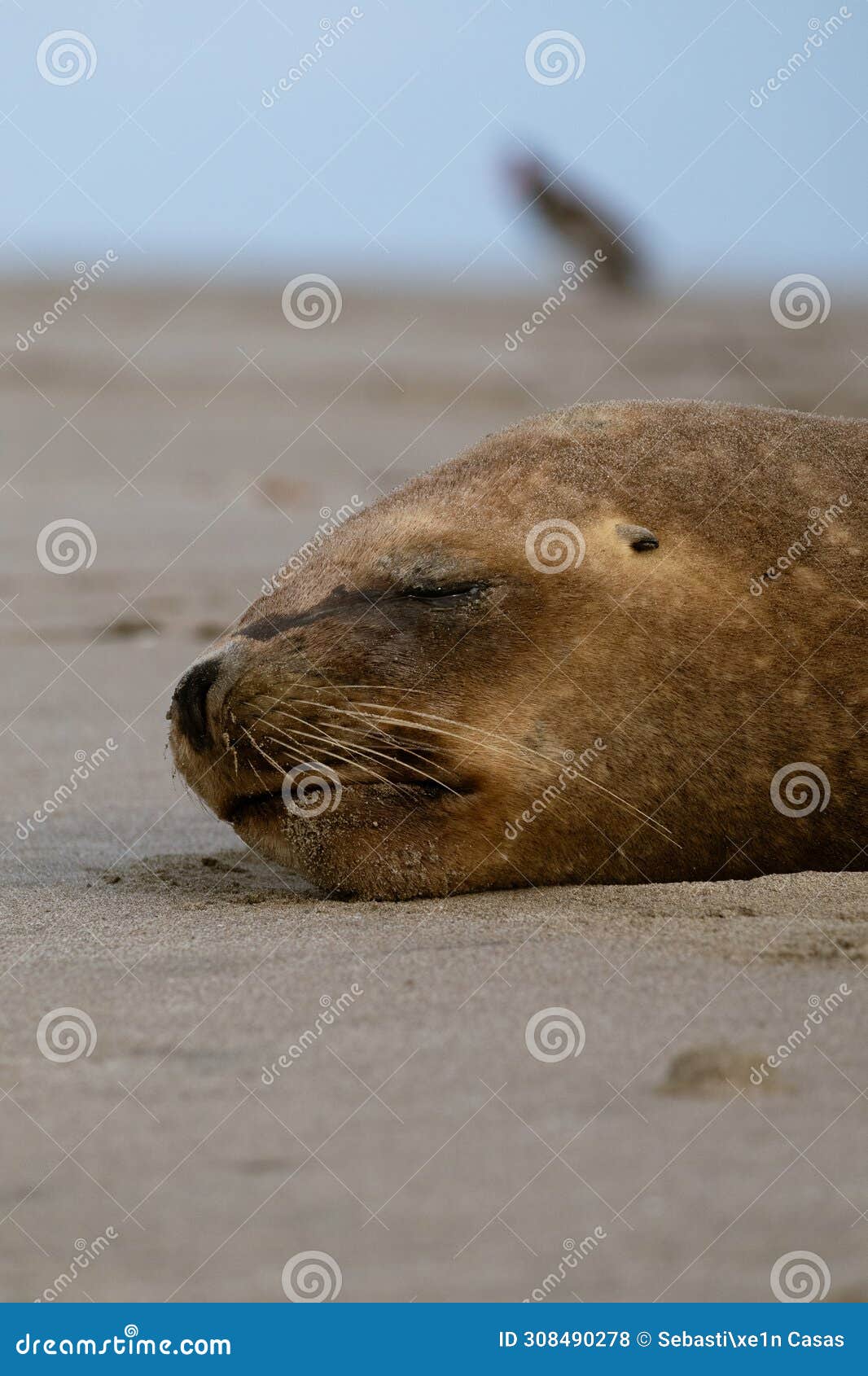 Closeup of a Weak Sealion on a Beach Stock Photo - Image of brown ...