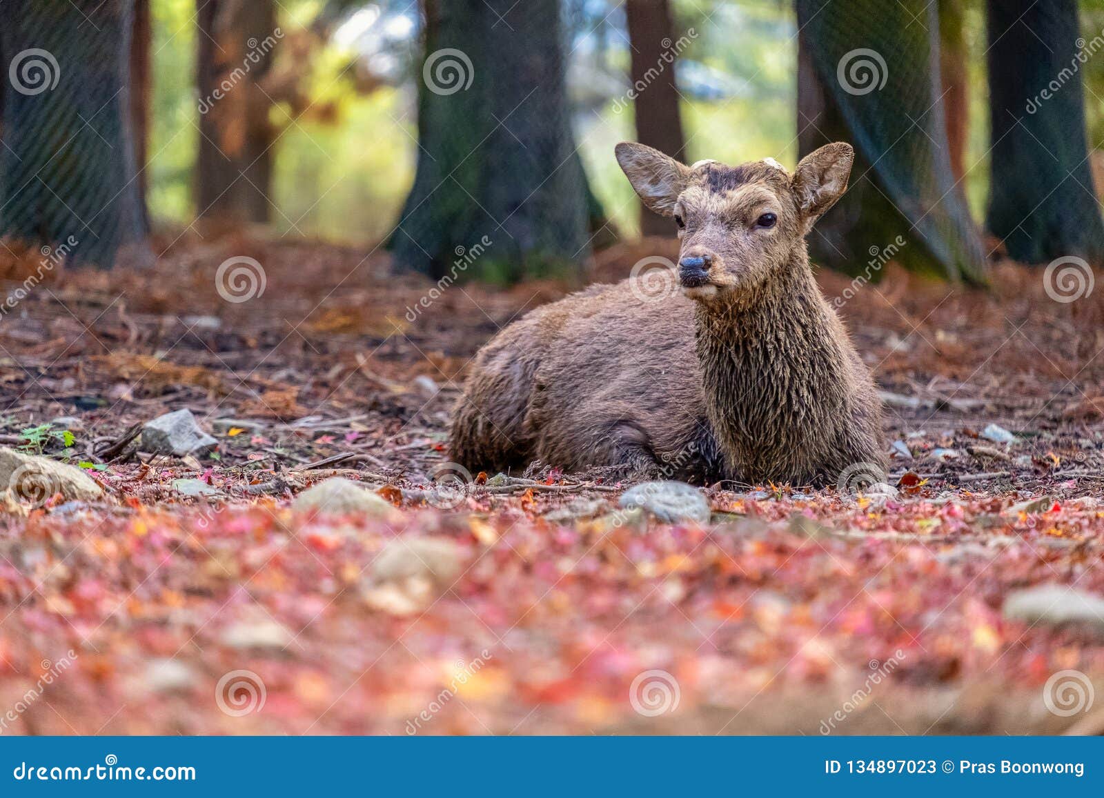 A Wild Deer Sitting in the Park in Autumn Stock Image - Image of deer ...