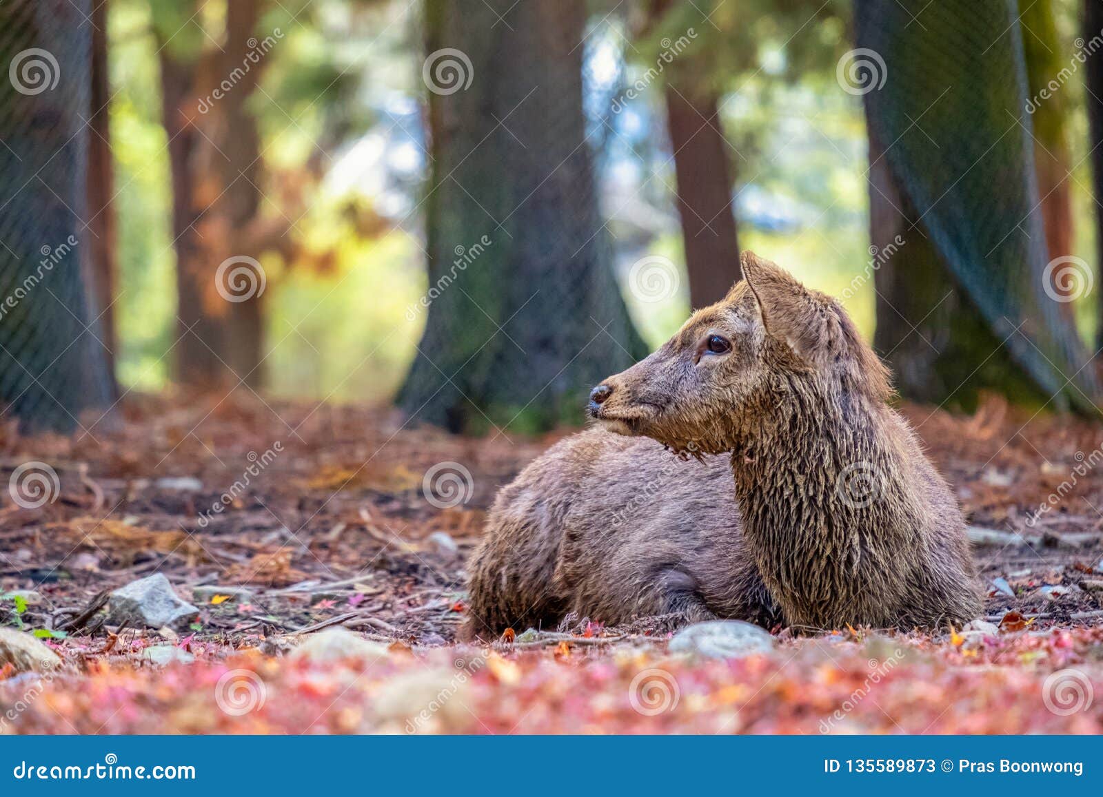A Wild Deer Sitting in the Park in Autumn Stock Image - Image of ...