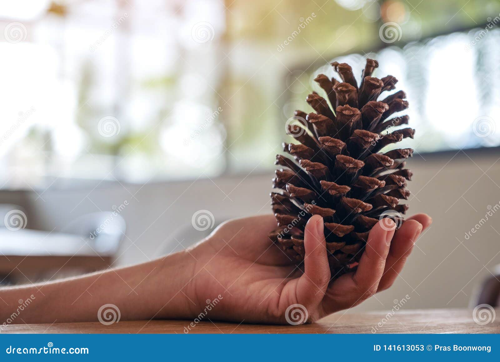A Woman`s Hand Holding a Pine Cone in Her Hands Stock Image - Image of ...