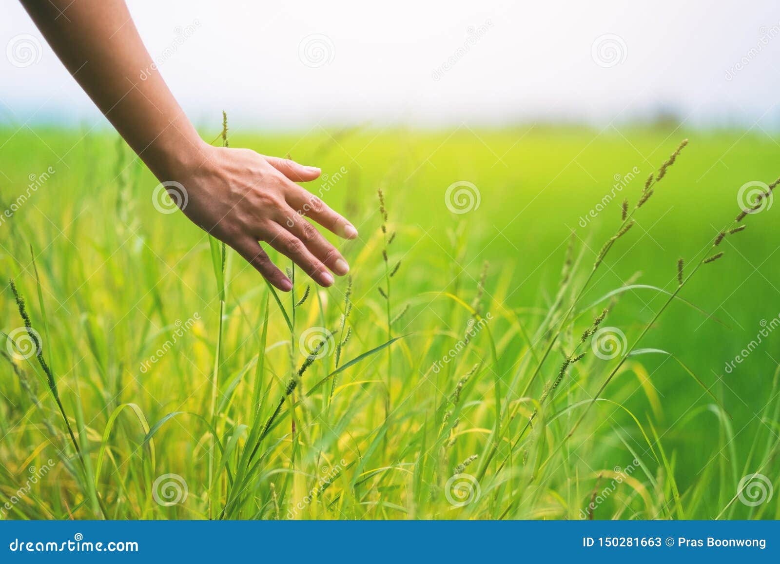 A Woman`s Hand Touching Rice in a Field Stock Image - Image of farmer ...