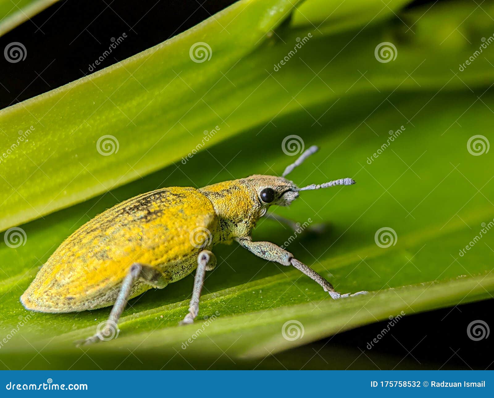Yellow Bugs Mating, Insects Making Love On A Purple Flower Stock Image ...