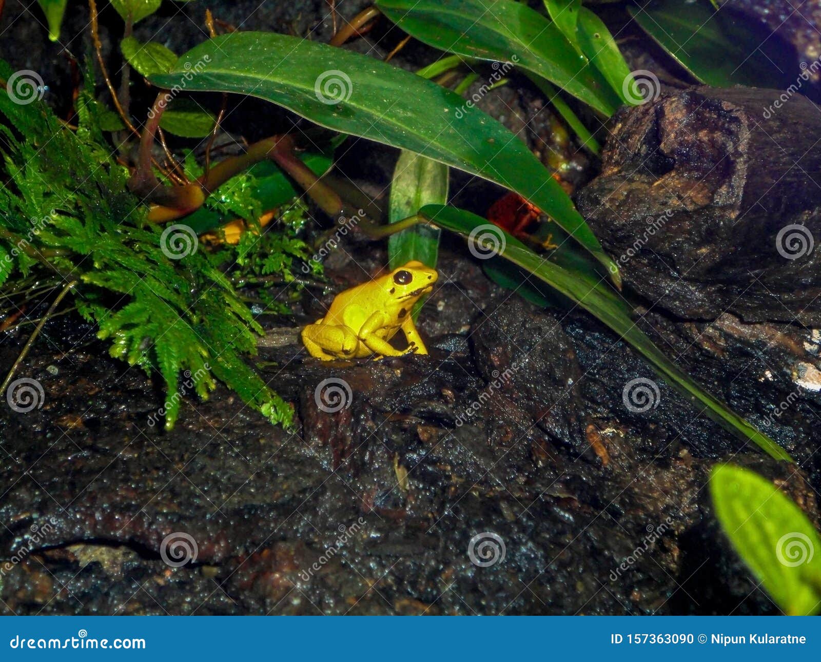 Poisonous Frog Royalty-Free Stock Photo | CartoonDealer.com #68535453