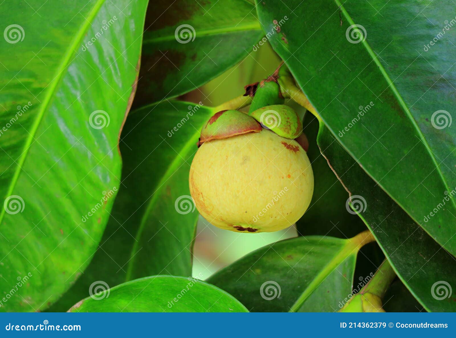 Closeup of an Immature Mangosteen Fruit Growing on Its Tree Stock Image ...