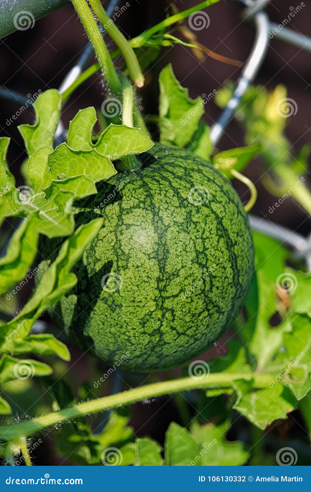 Closeup of an Immature Watermelon and Vine Stock Photo - Image of fence ...