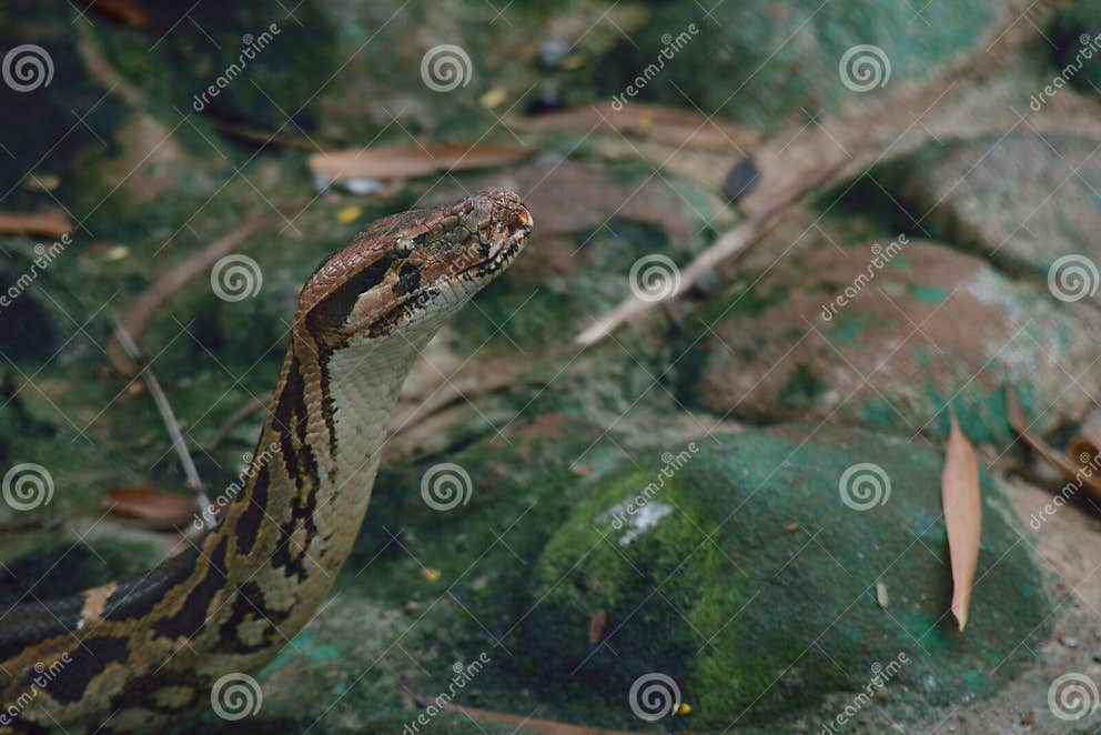 Closeup of an Indian Python (Python Molurus) at Bannerghatta Biological ...