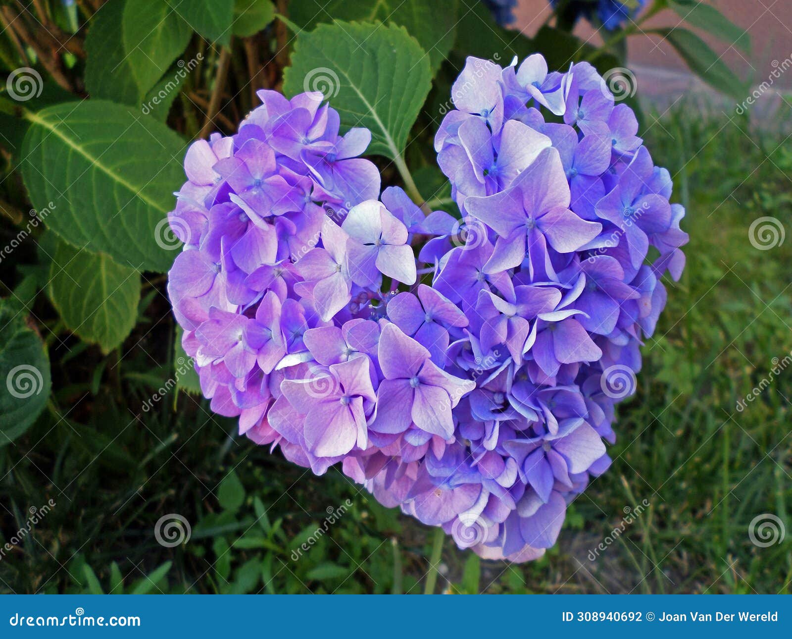 A Heart-shaped Flower of Hydrangea (Hydrangea Macrophylla) Stock Photo ...