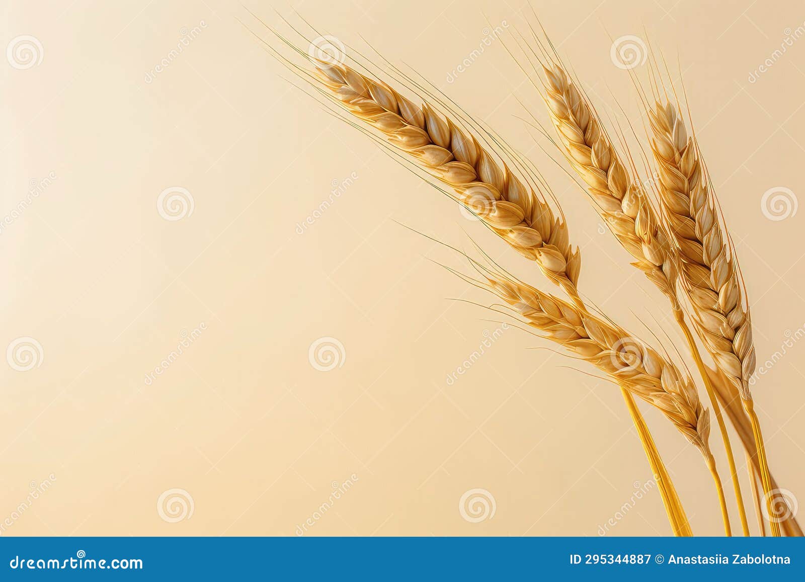 Closeup of an Individual Wheat Stalk, Showcasing Its Details Stock ...