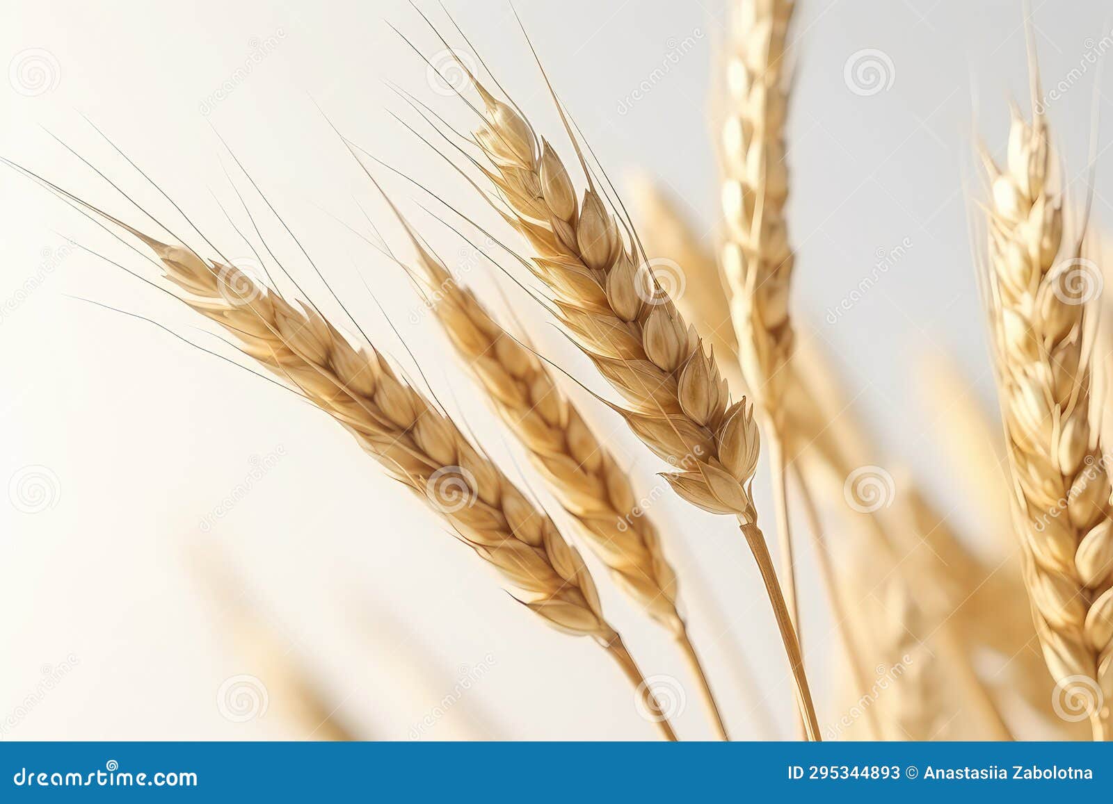 Closeup of an Individual Wheat Stalk, Showcasing Its Details Stock ...