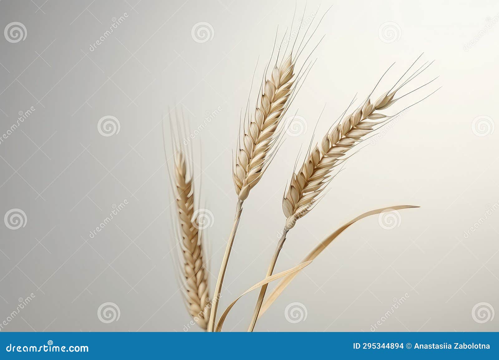 Set Of Wheat Stalk Cartoon Icon Design Template With Various Models ...